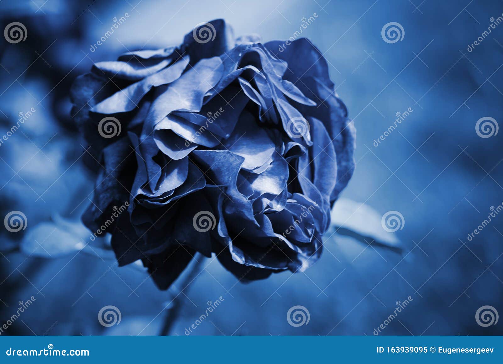 Faded Blue Rose Flower, Stylized Background Stock Image - Image of ...