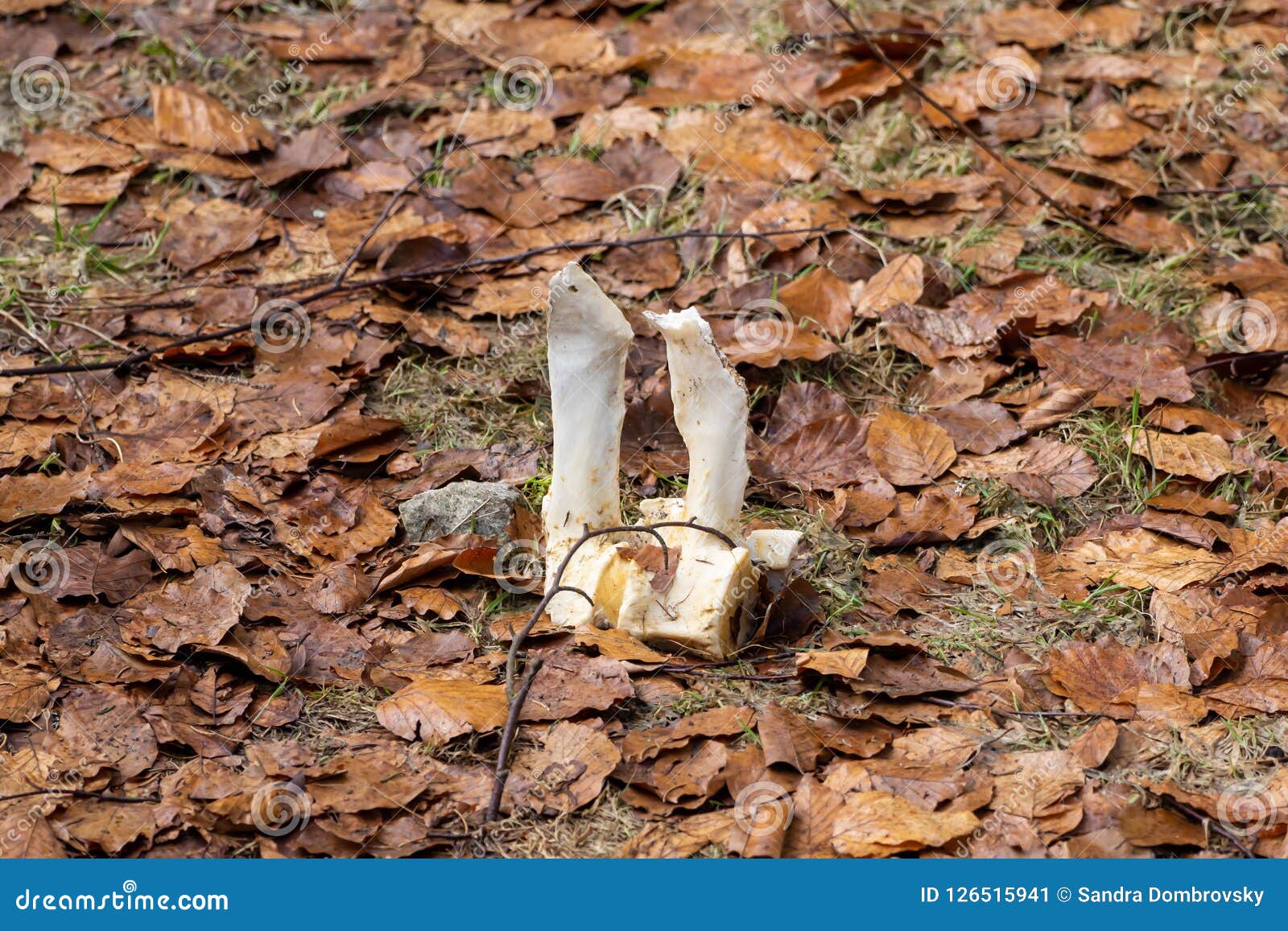 Faded Bone Lies in the Fall Foliage Stock Image - Image of chicken ...