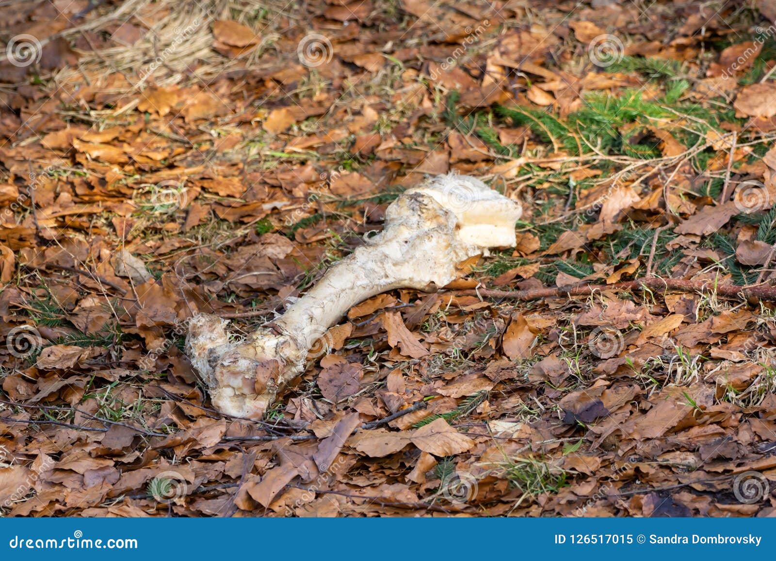 Faded Bone Lies in the Fall Foliage Stock Image - Image of closeup ...