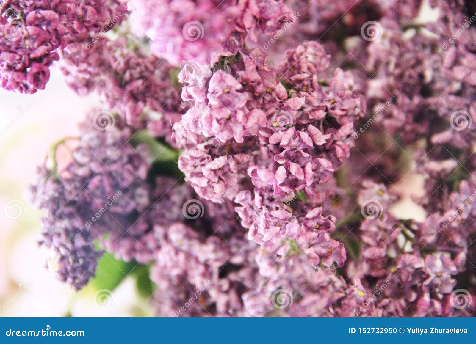 Faded Bouquet of Lilac. the Magic of Lilac Flowers with Five Petals ...