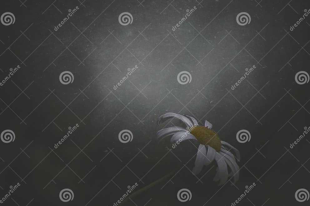 Faded daisy stock image. Image of summer, subdued, faded - 95412867