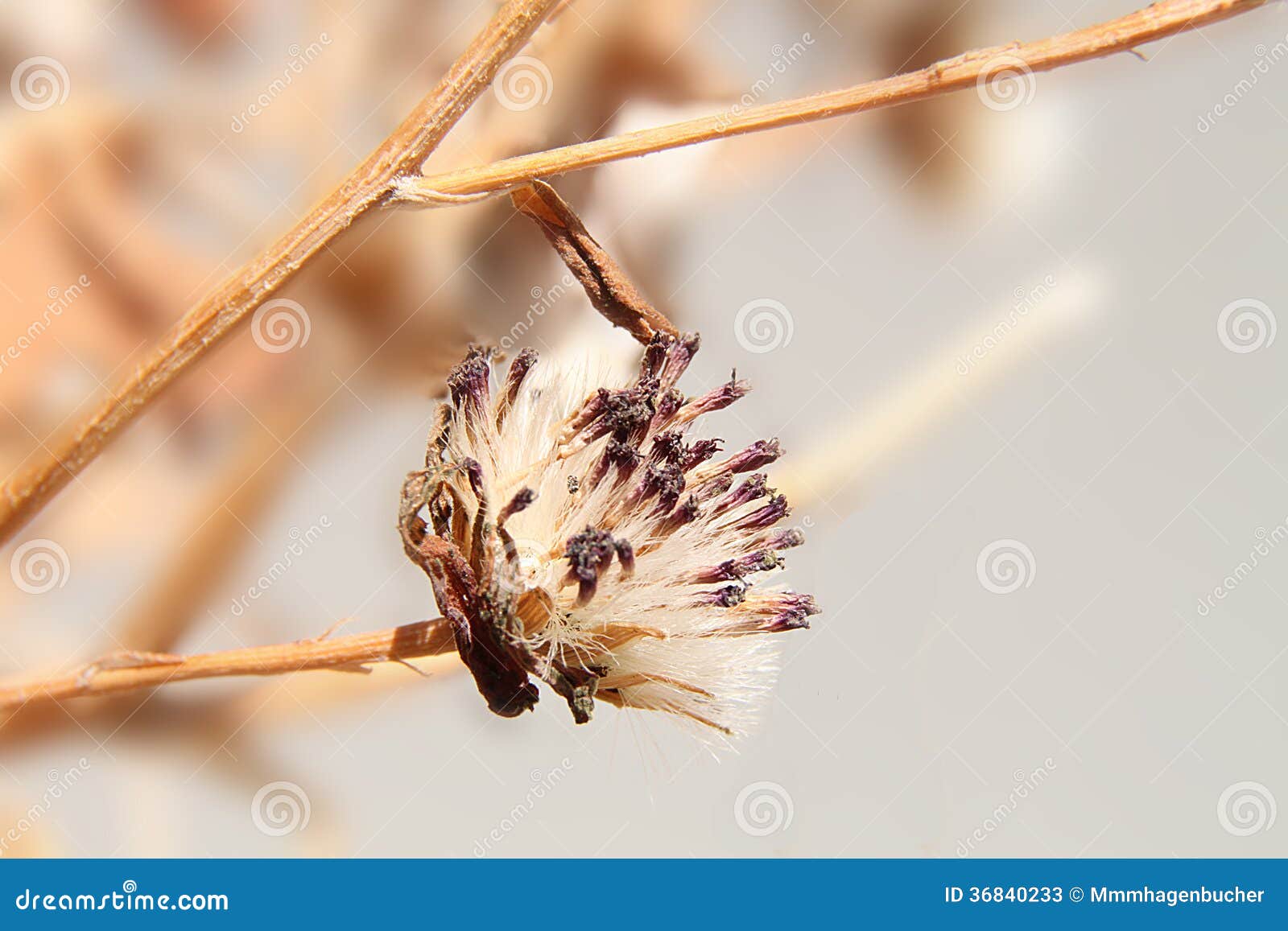 Faded daisy stock image. Image of cycle, season, dryness - 36840233