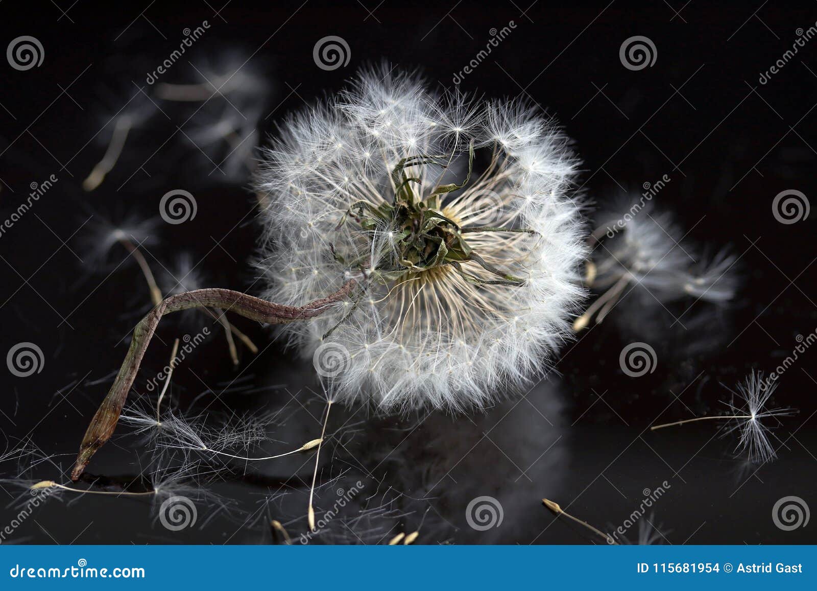 A Faded Dandelion on a Black Background Stock Photo - Image of bloom ...