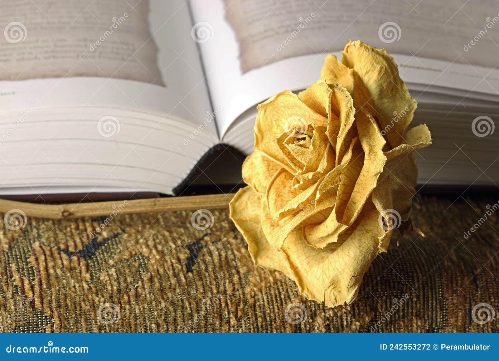 FADED DEAD ROSE in FRONT of an OPEN BOOK Stock Photo - Image of stem ...