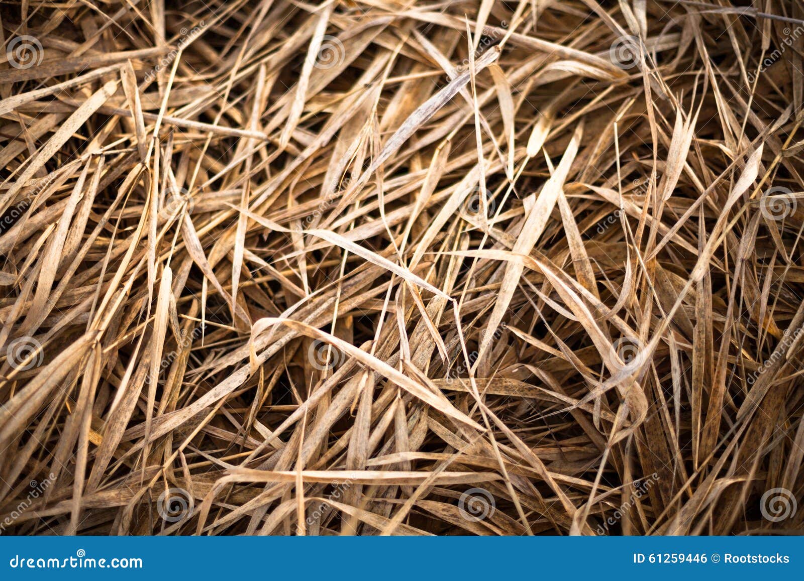 393 Dry Faded Grass Texture Stock Photos - Free & Royalty-Free Stock ...
