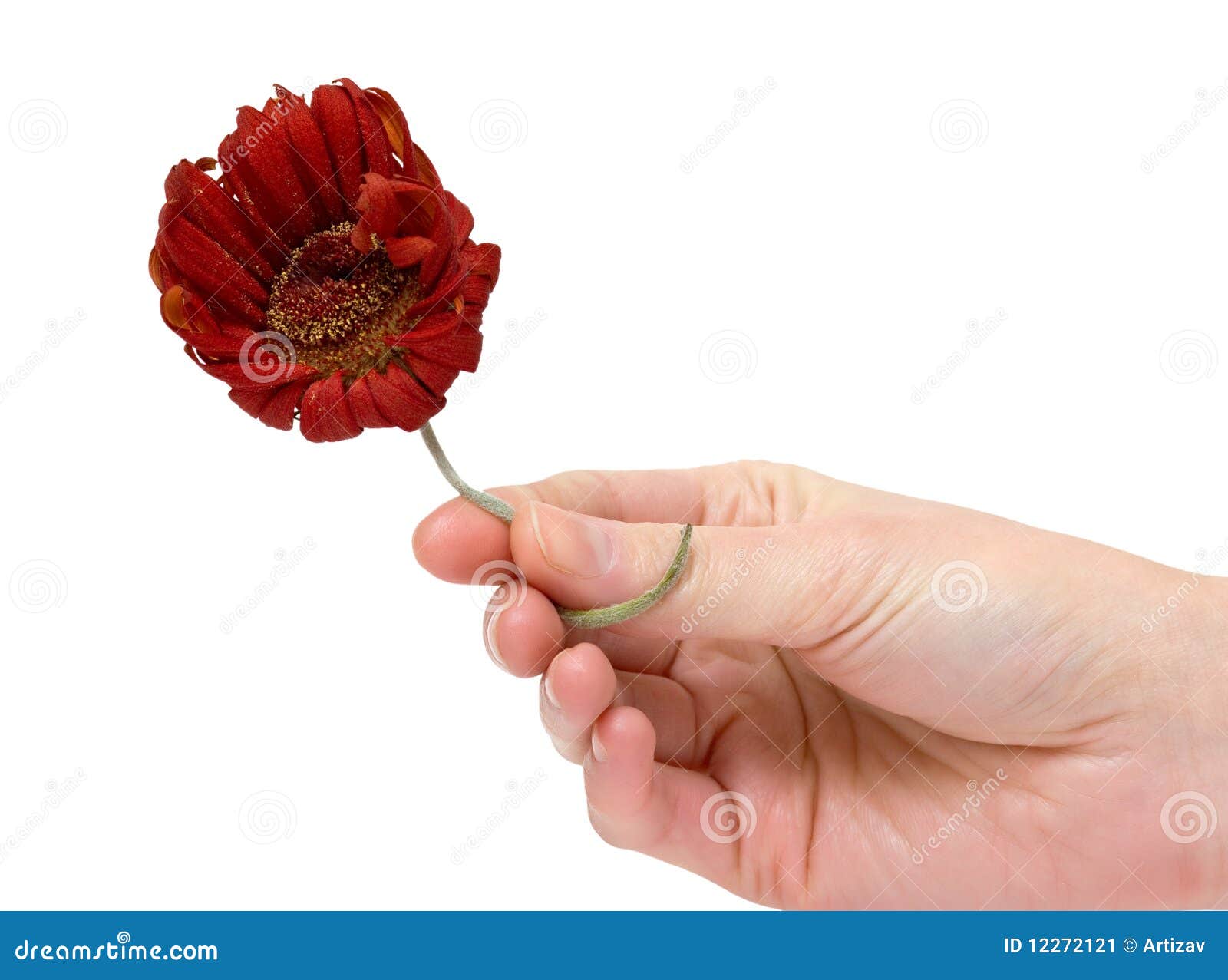 Faded flower stock image. Image of loss, disappointment - 12272121
