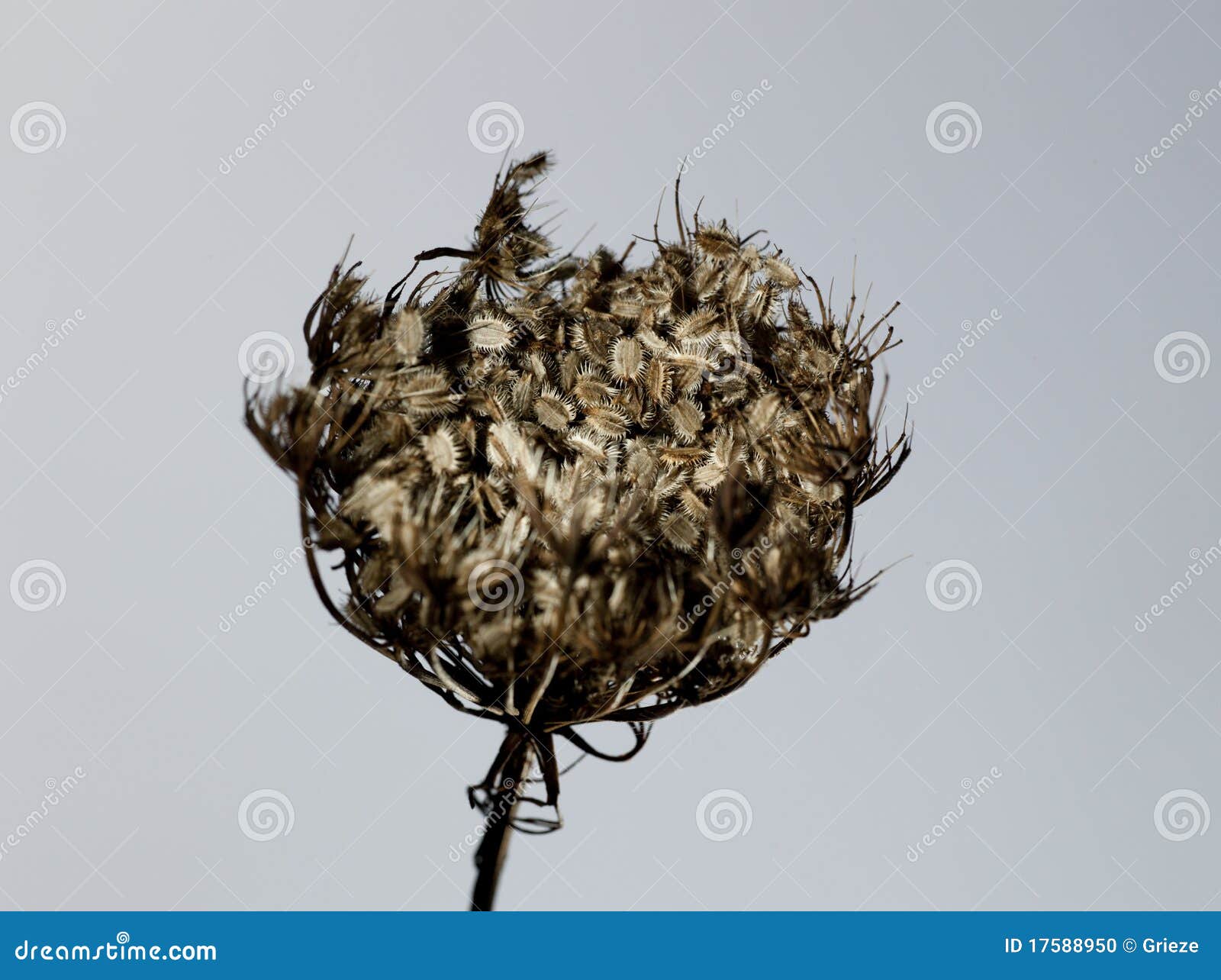 Faded flower stock photo. Image of faded, black, field - 17588950