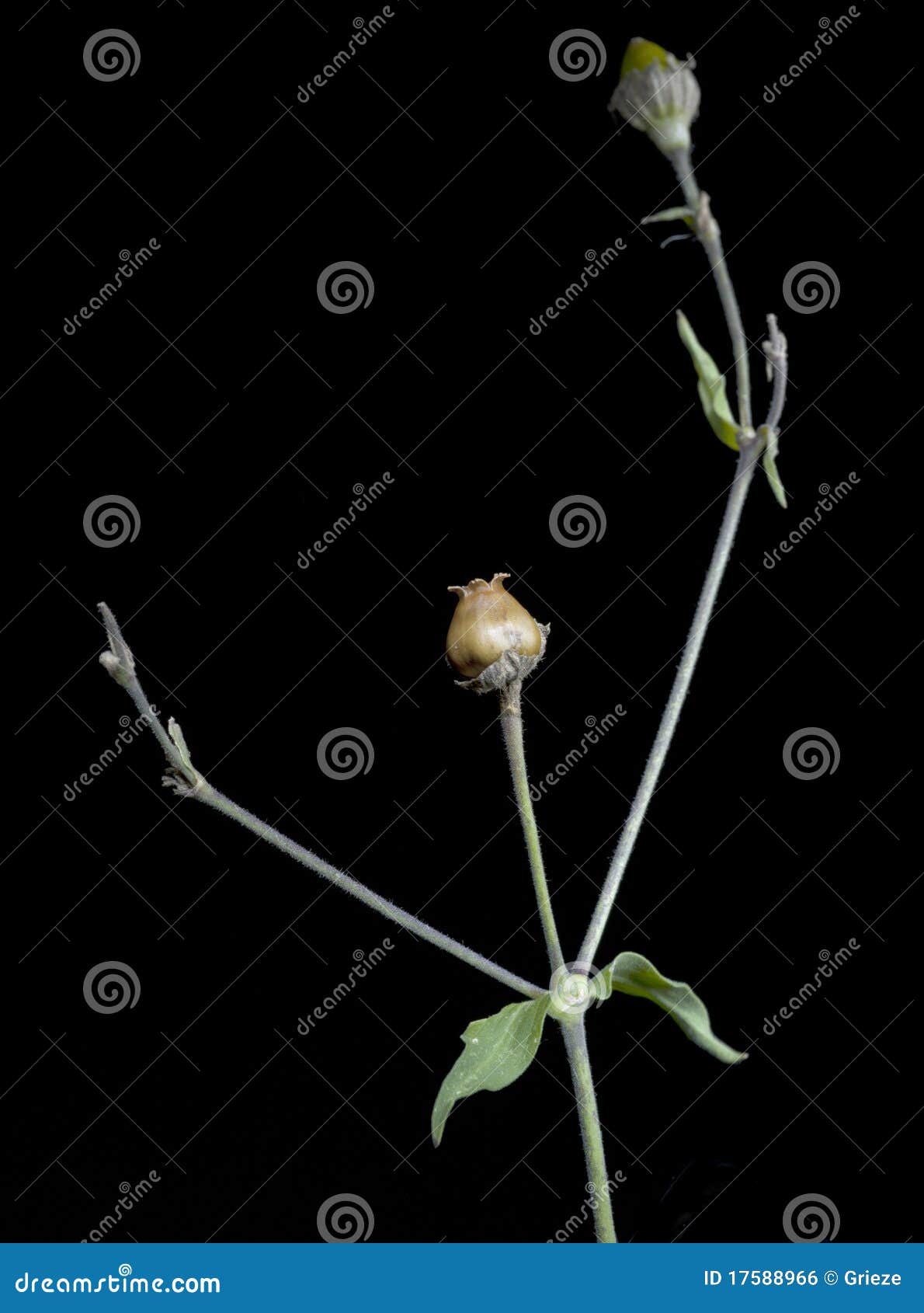 Faded flower stock photo. Image of autumn, faded, field - 17588966