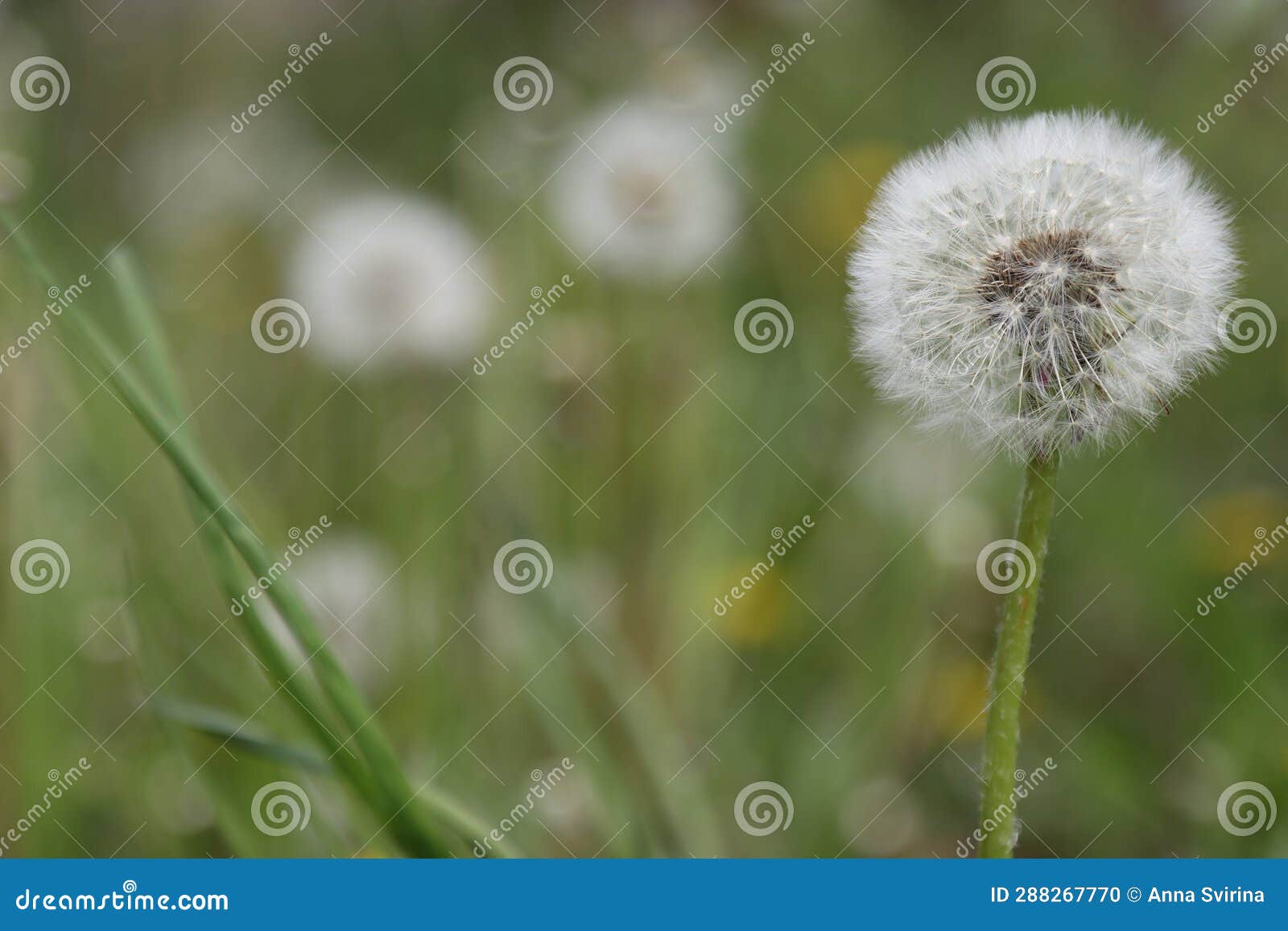 A Faded Flower of a Dandelion Plant Stock Photo - Image of nature ...