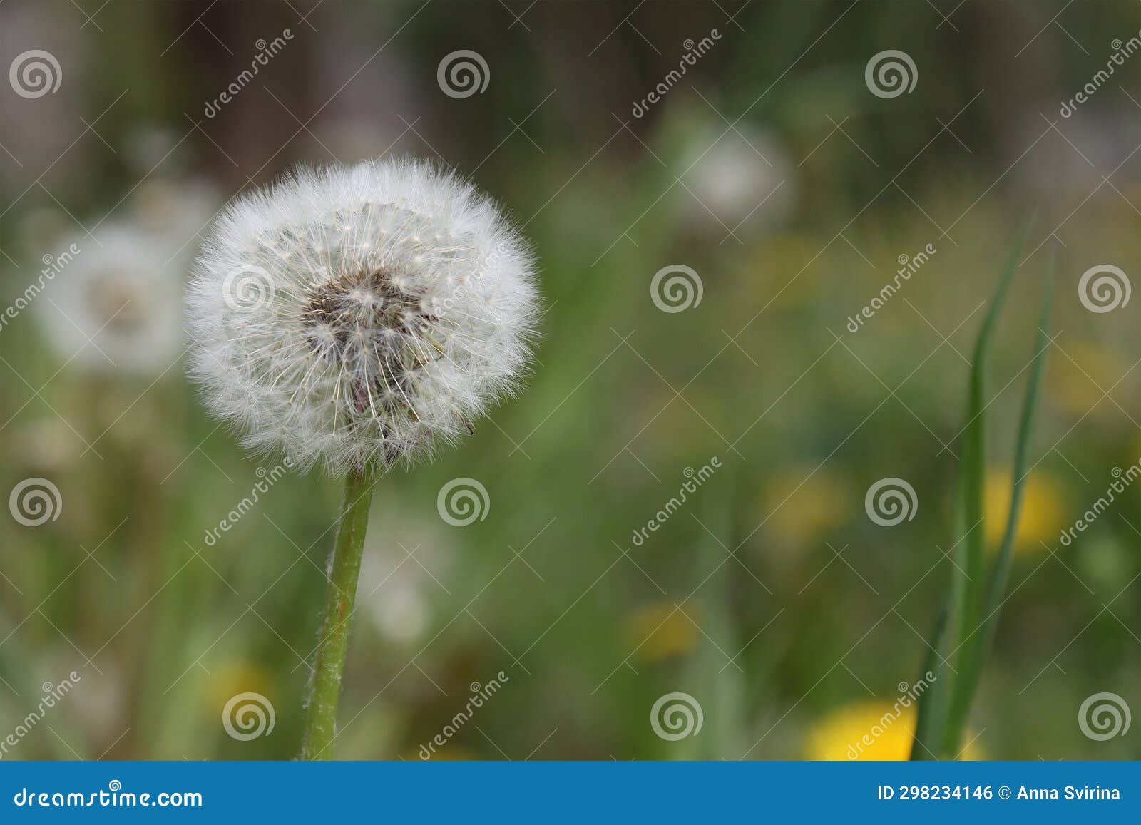 A Faded Flower of a Dandelion Plant Stock Photo - Image of spring ...
