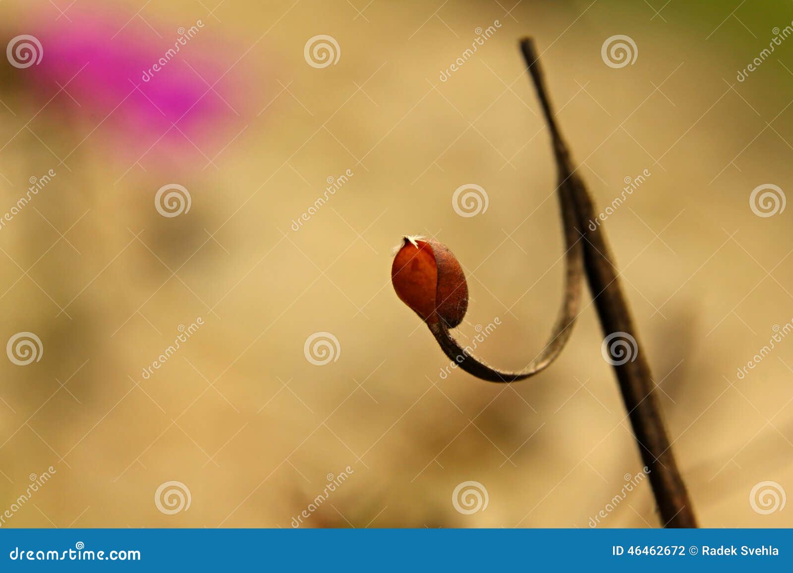 Faded flower stock photo. Image of structure, field, brown - 46462672