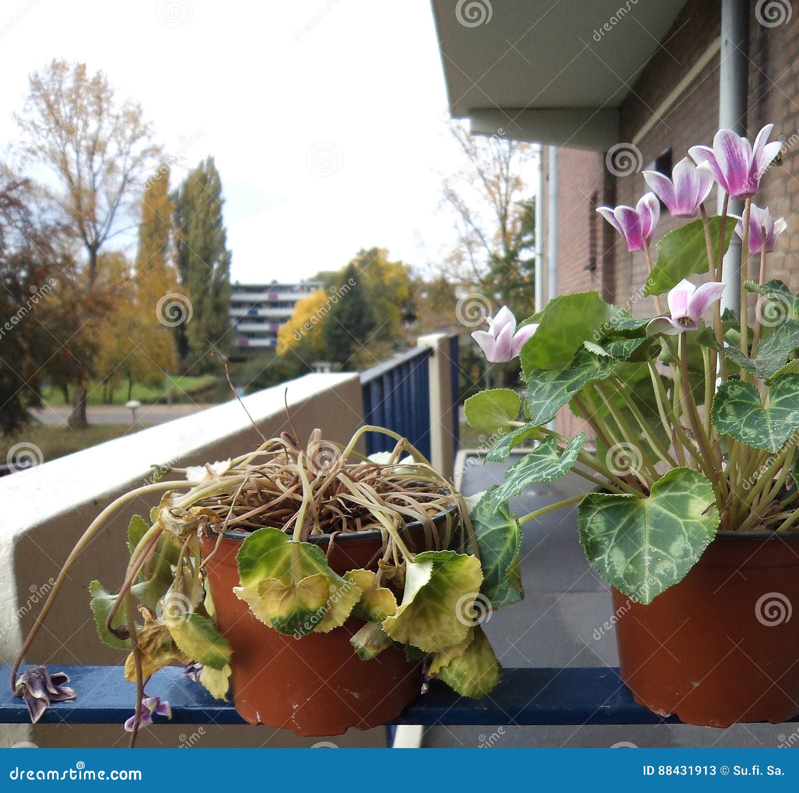 Faded flower stock image. Image of adorable, amazing - 88431913