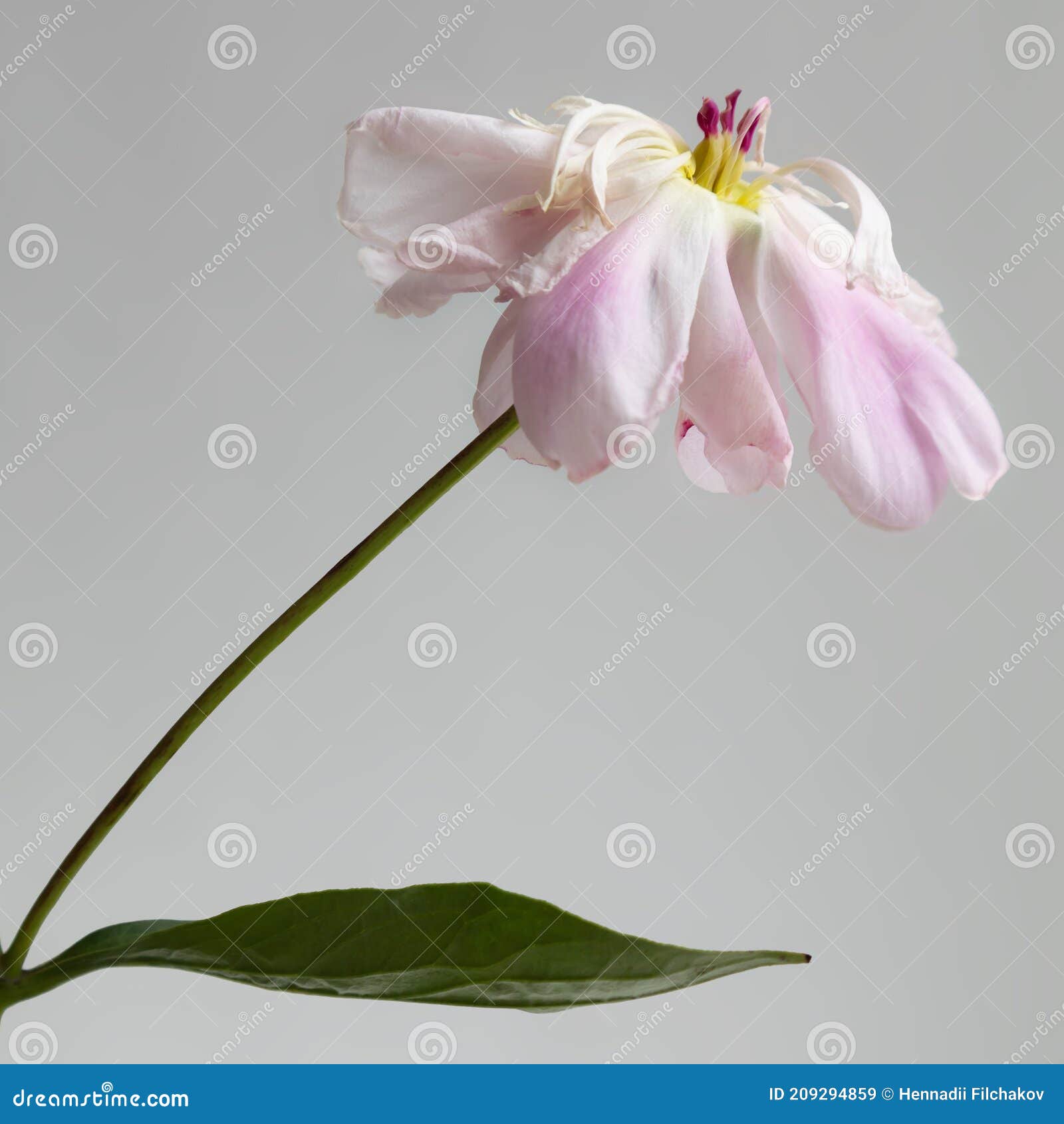 Faded flower stock image. Image of fade, isolated, flower - 209294859