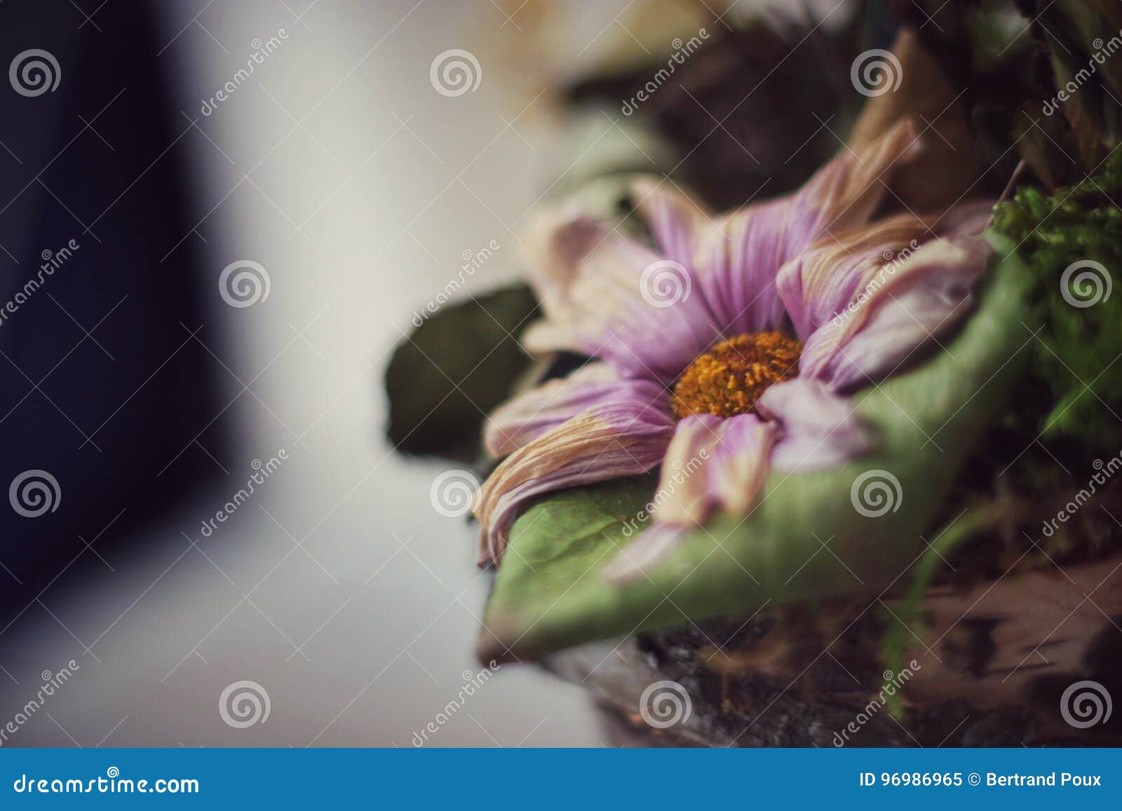 Faded flower stock image. Image of faded, green, flower - 96986965