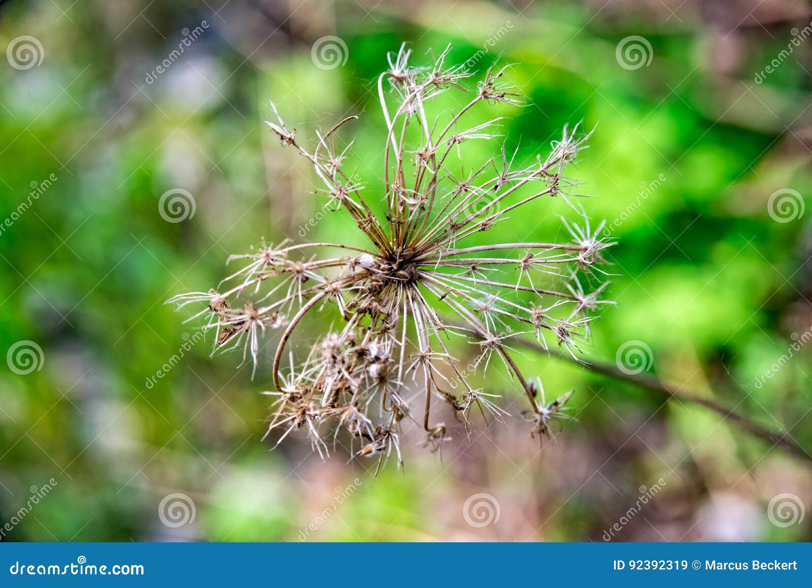 The faded flower stock image. Image of nature, autumnal - 92392319