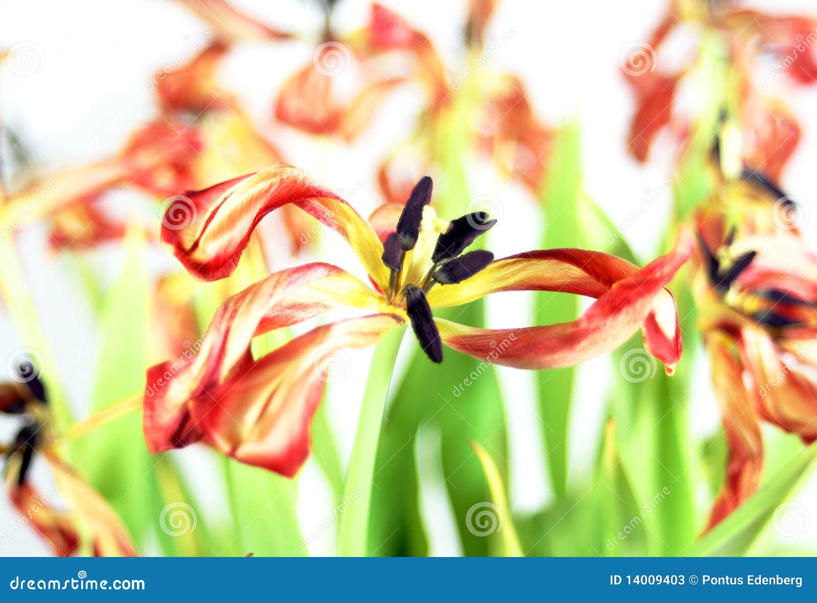 Faded flowers stock image. Image of green, spring, pattern - 14009403