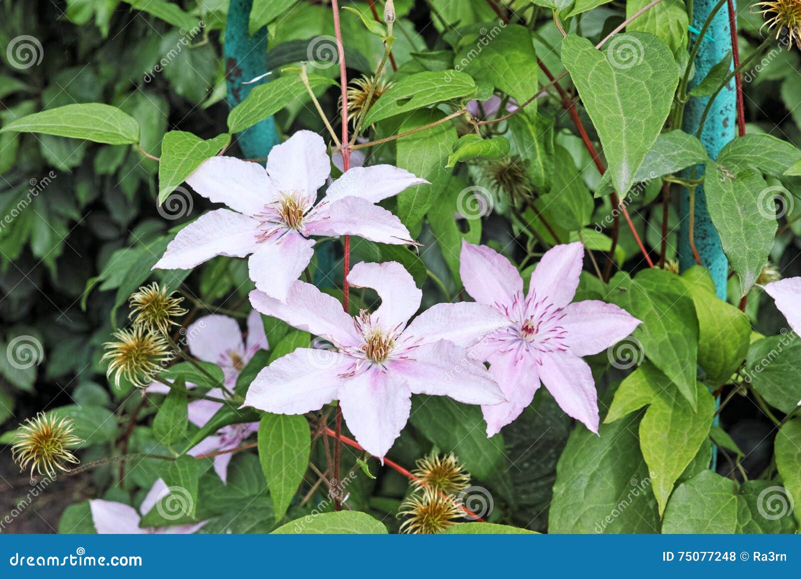 Faded flowers Clematis stock photo. Image of clematis - 75077248