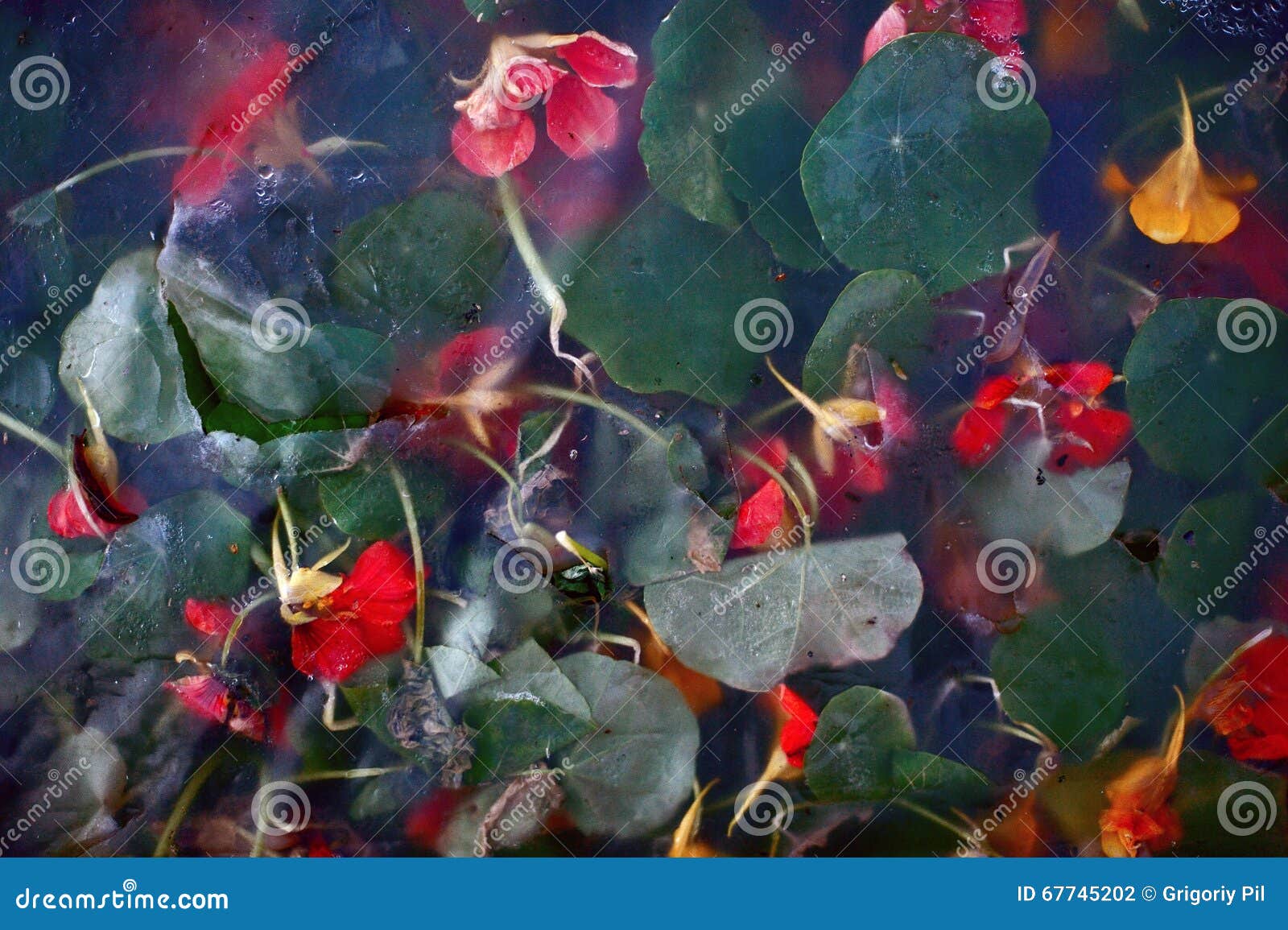 Faded flowers stock photo. Image of spring, colorful - 67745202