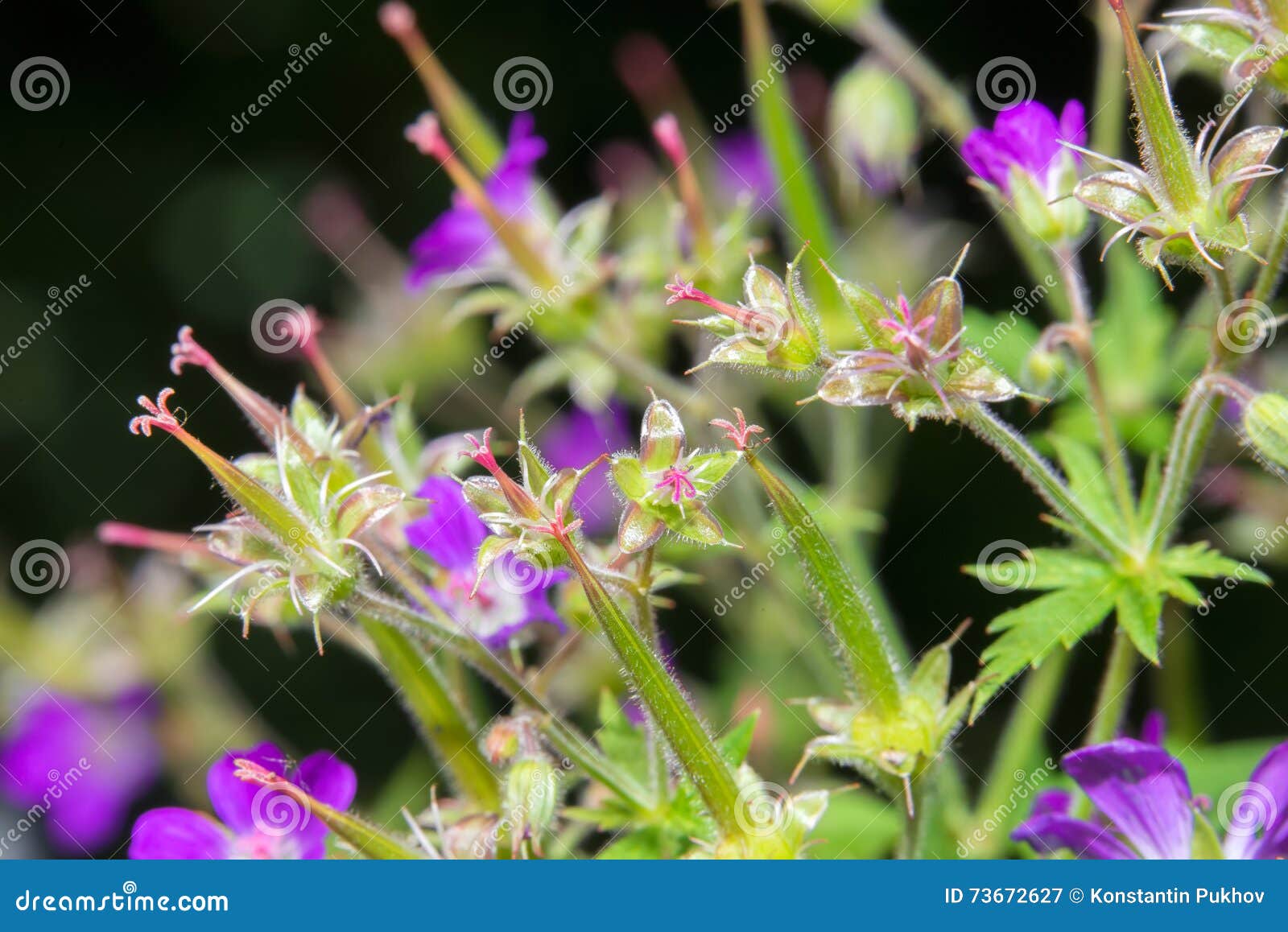 Faded flowers stock image. Image of fresh, little, detail - 73672627