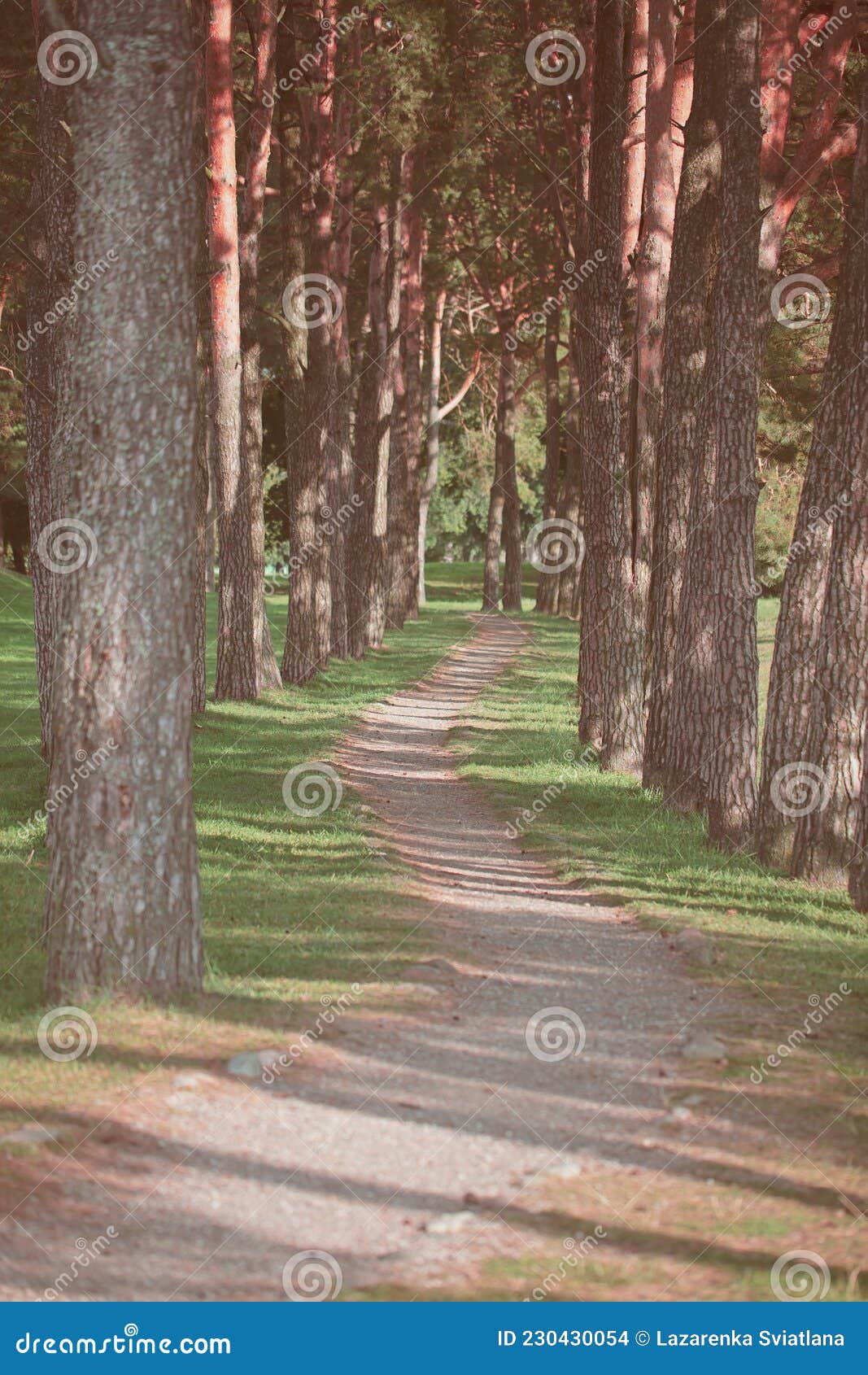 Faded forest landscape stock photo. Image of growth - 230430054