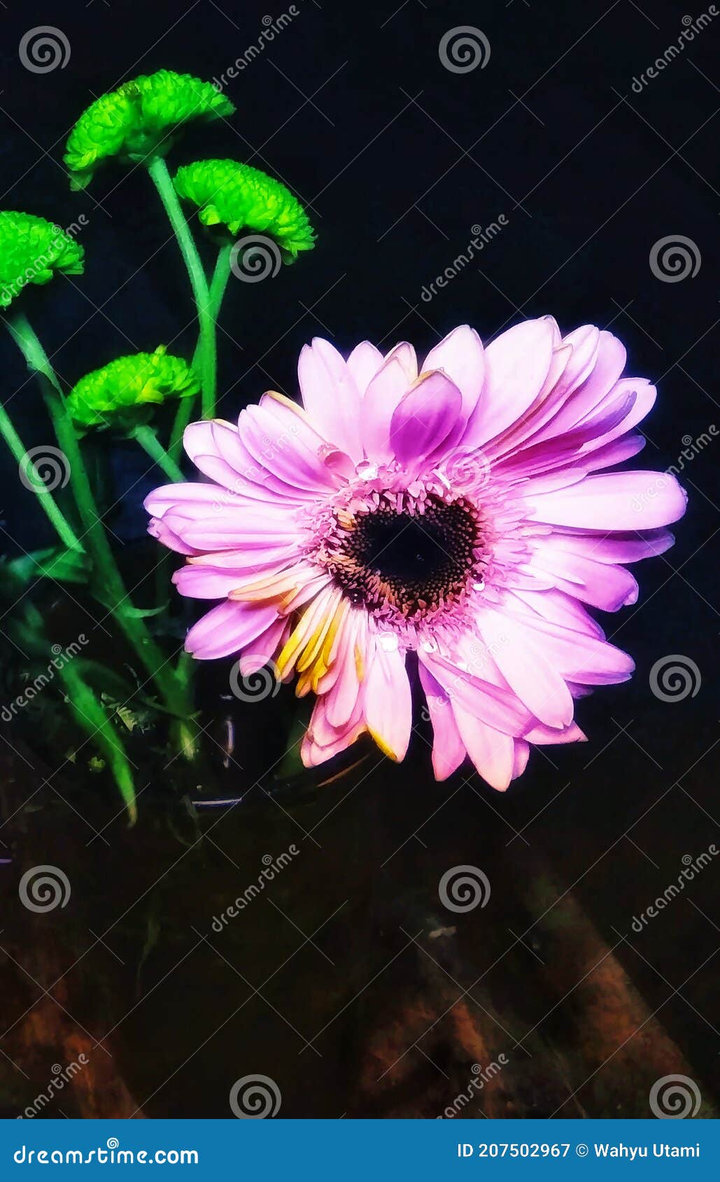 Pink Krisan Flower Stock Photos - Free & Royalty-Free Stock Photos from ...