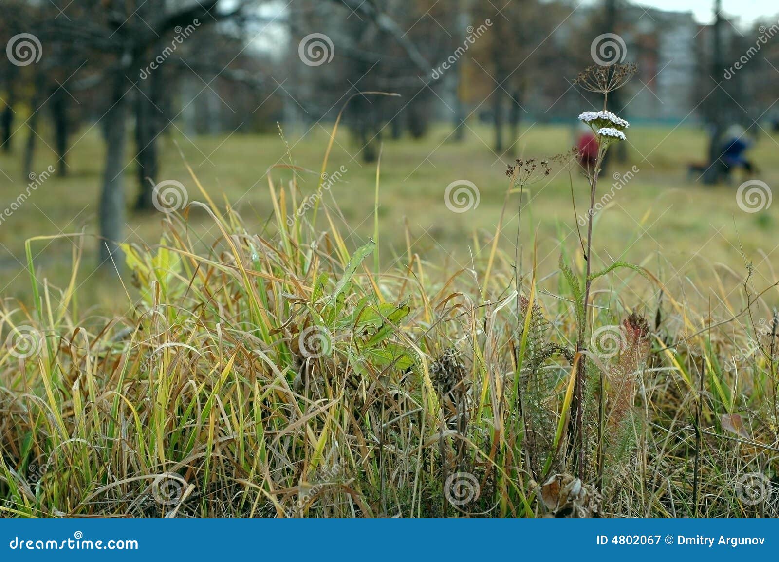 Dry Faded Grass Texture In Black And White. Royalty-Free Stock ...