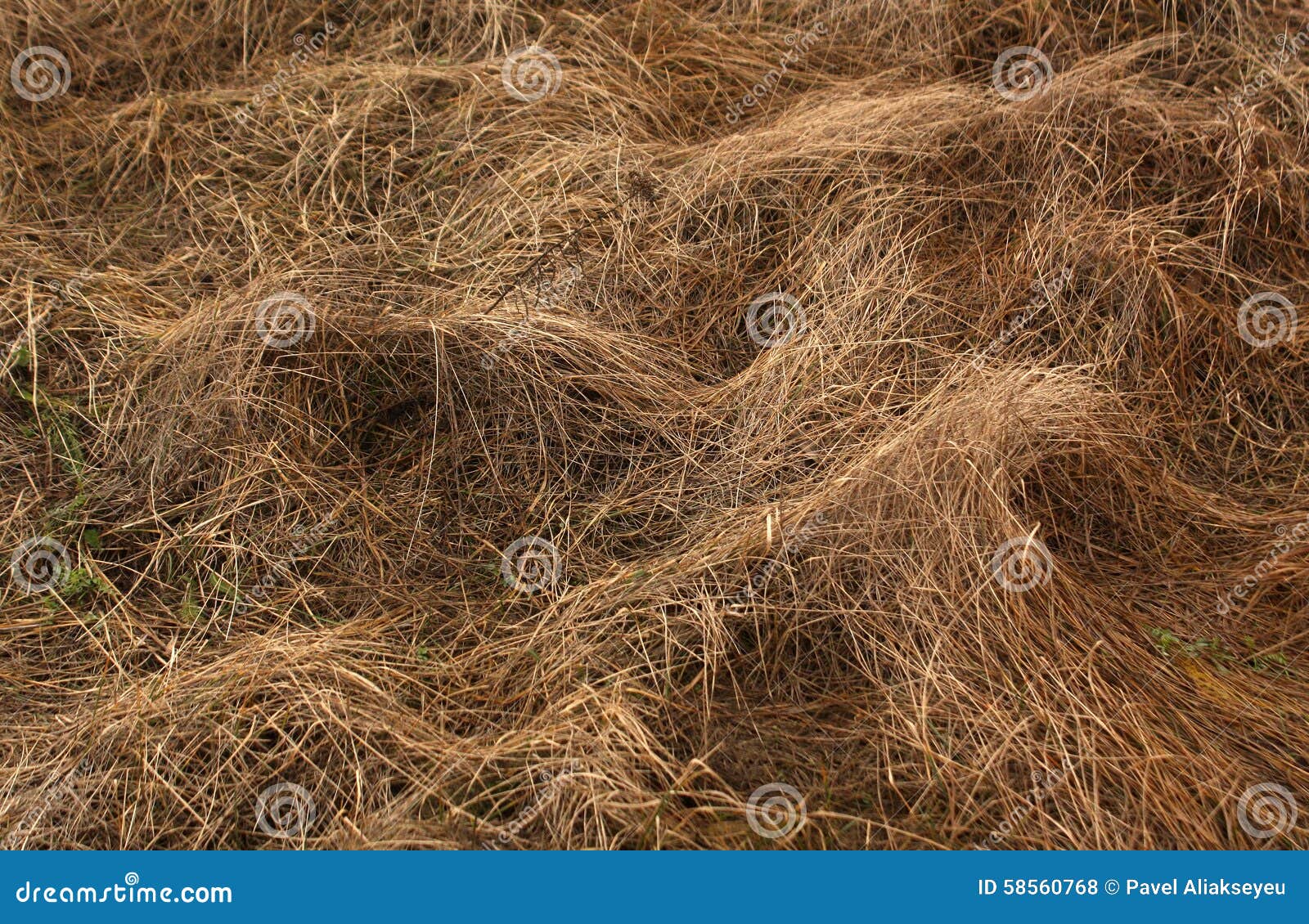 Faded grass. stock photo. Image of straw, grass, brown - 58560768