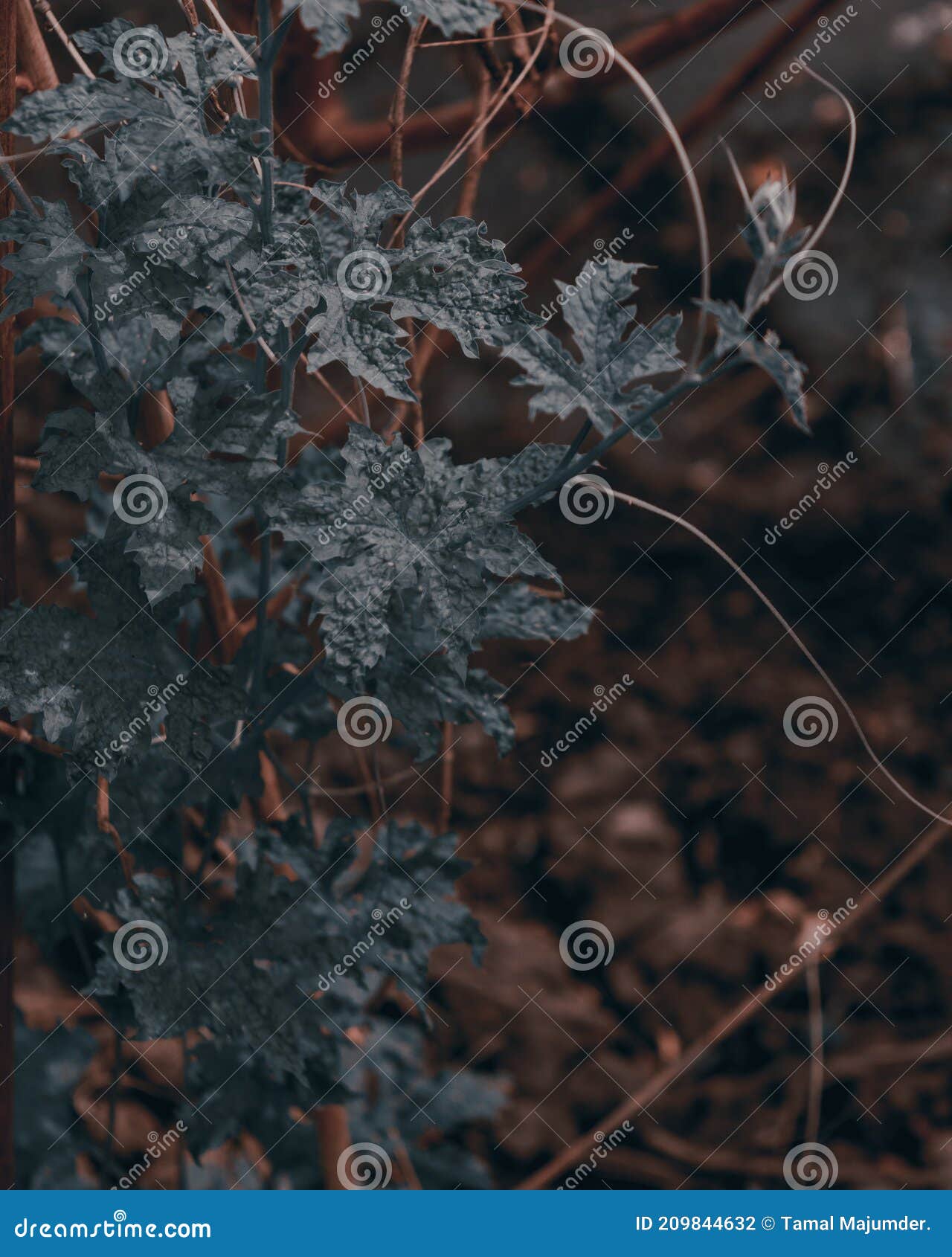 Faded Green Leaf Template. Winter Season Tree Stock Photo - Image of ...