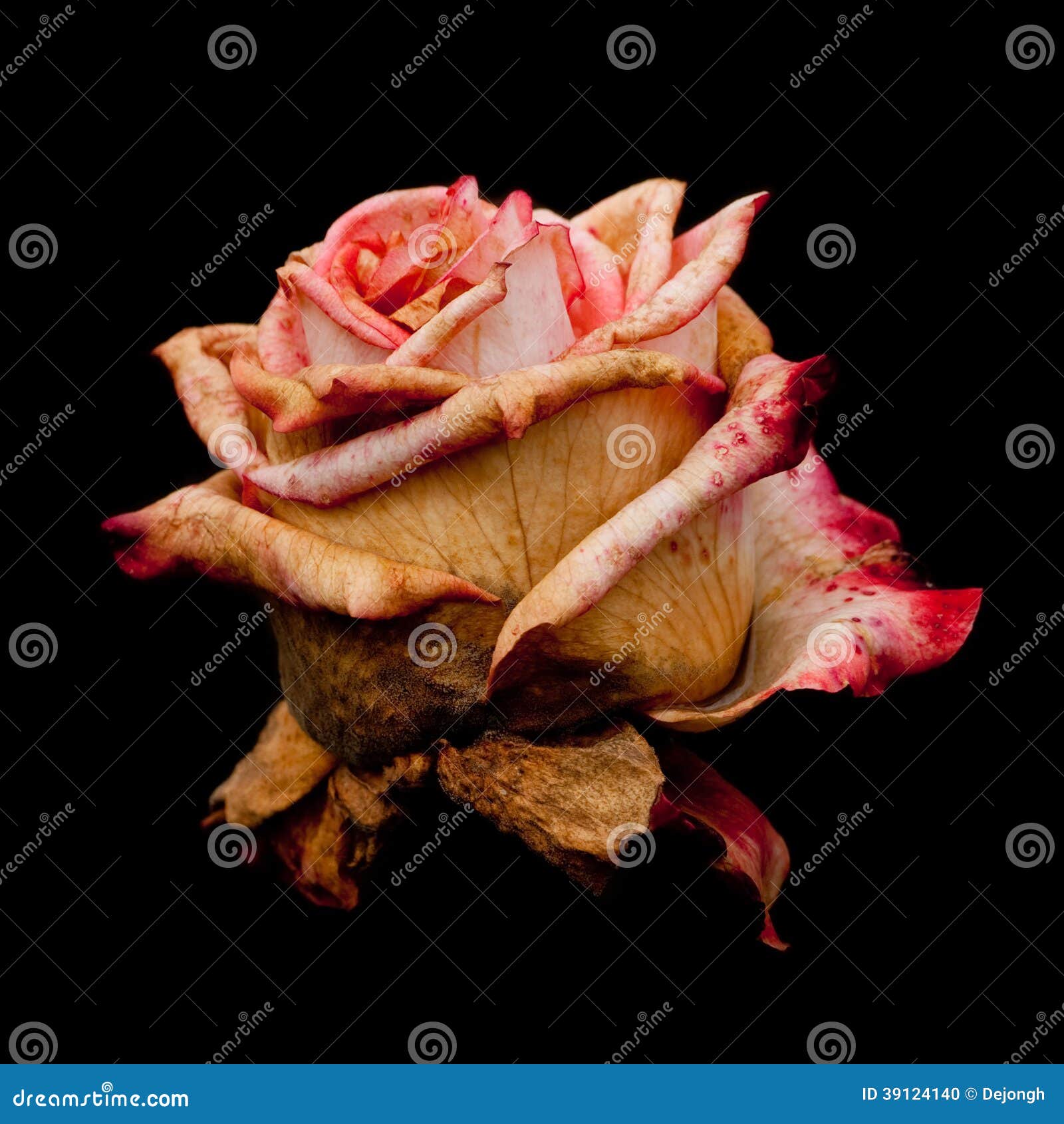 Faded Grimaldi rose stock photo. Image of grimaldi, flower - 39124140