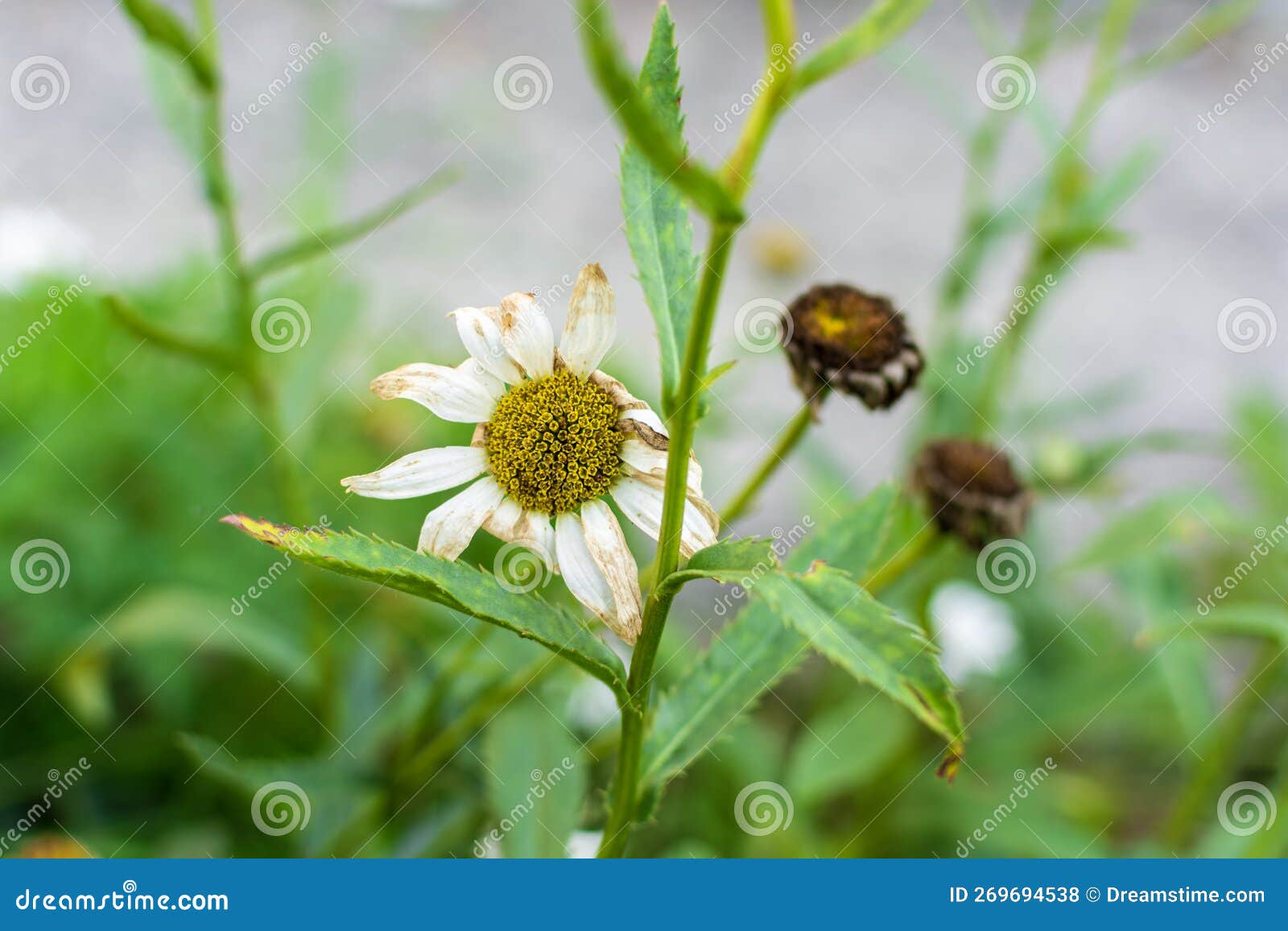 Faded Large White Chamomile Stock Photo - Image of blossom, green ...