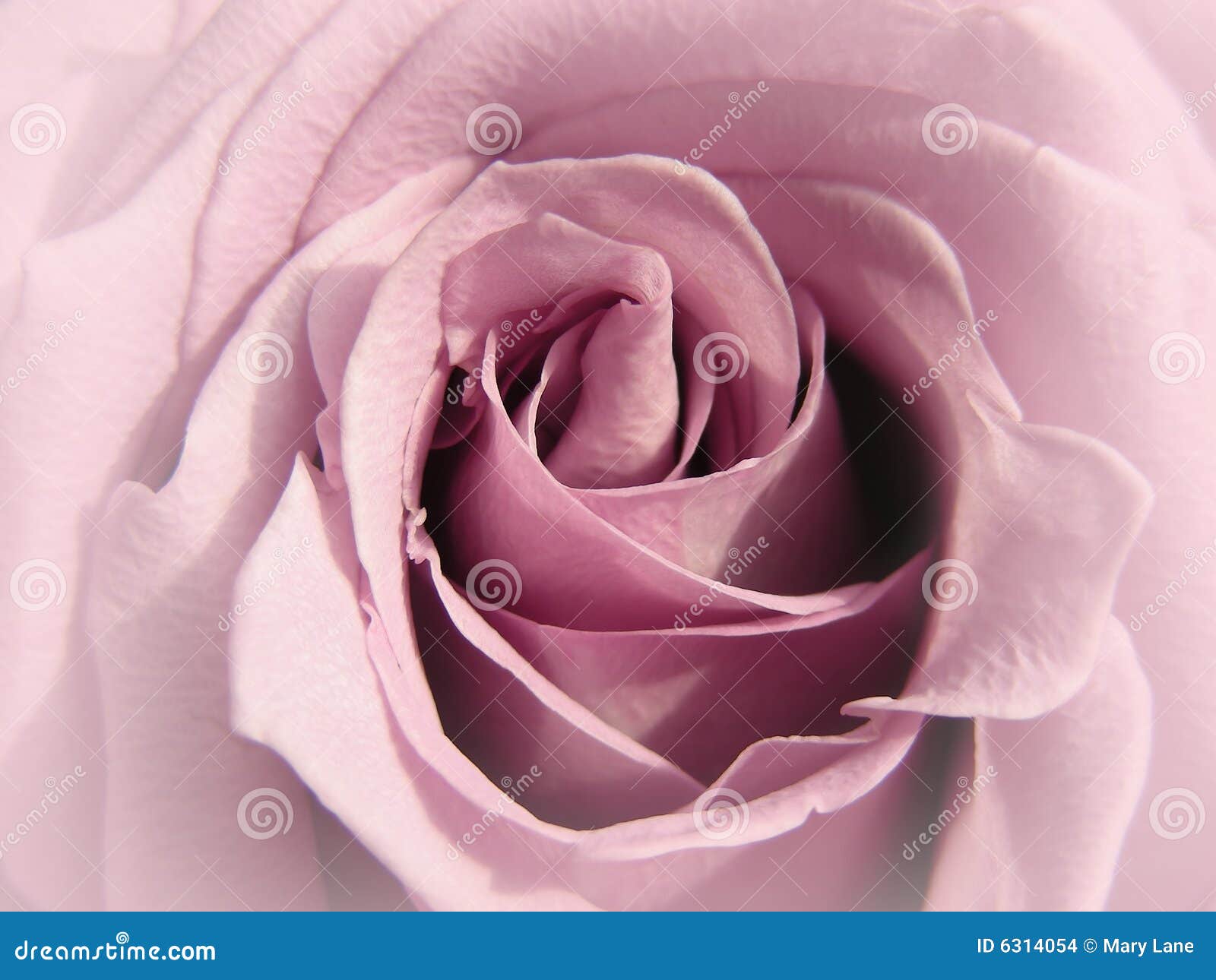 Lilac Rose Top View. Royalty-Free Stock Photography | CartoonDealer.com ...