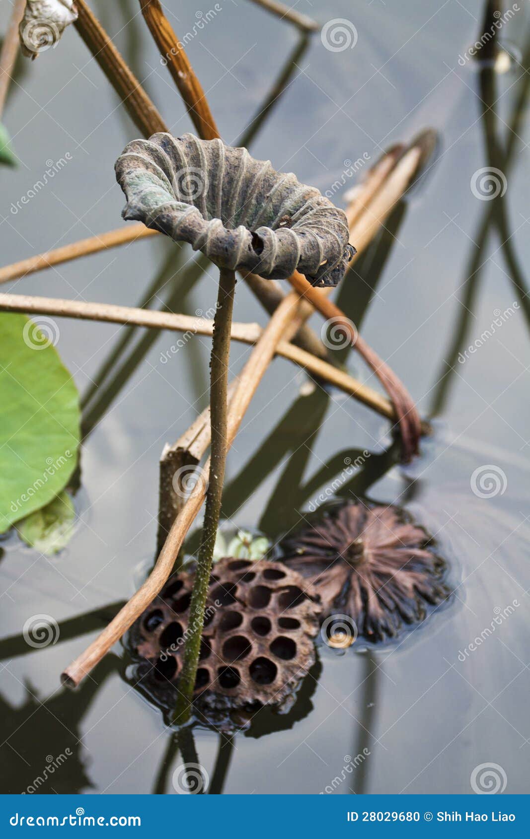 Faded lotus leaves stock photo. Image of green, nature - 28029680