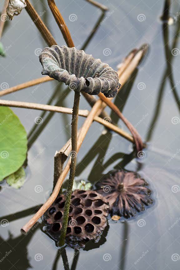 Faded lotus leaves stock photo. Image of green, nature - 28029680