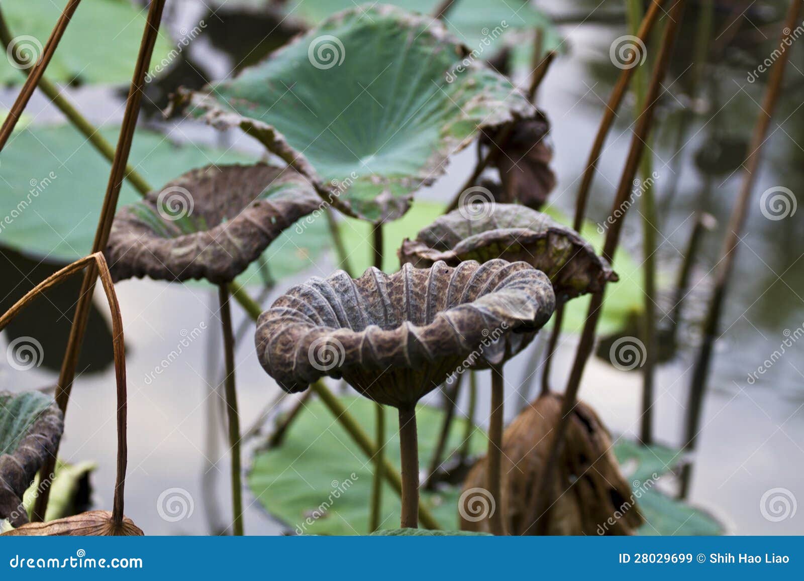 Faded lotus leaves stock image. Image of fantastic, blue - 28029699