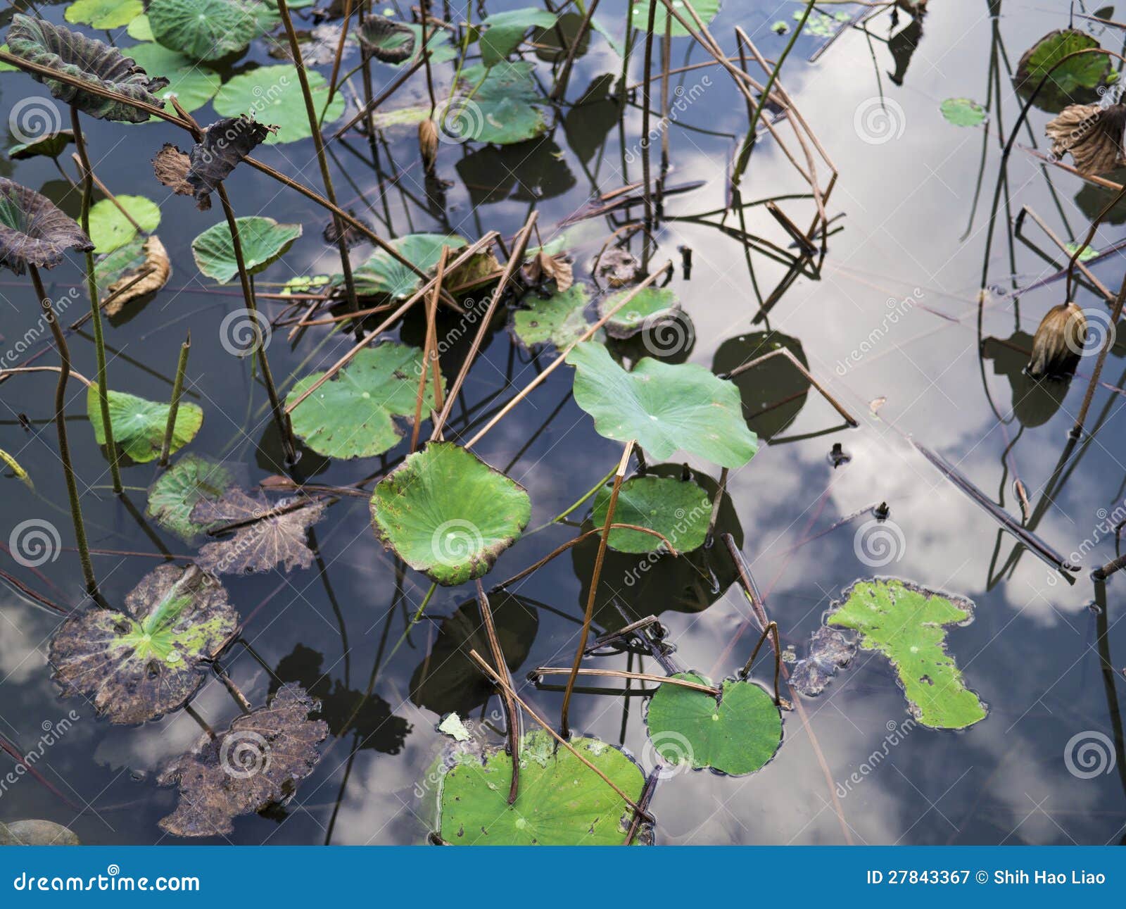 Faded lotus pond stock image. Image of outdoor, light - 27843367