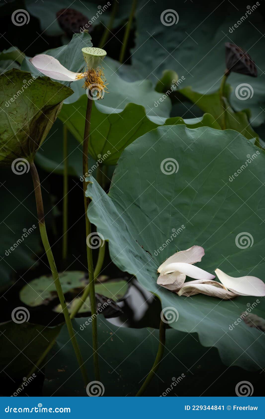 Faded Lotus on Pond Vertical Composition Stock Image - Image of spink ...