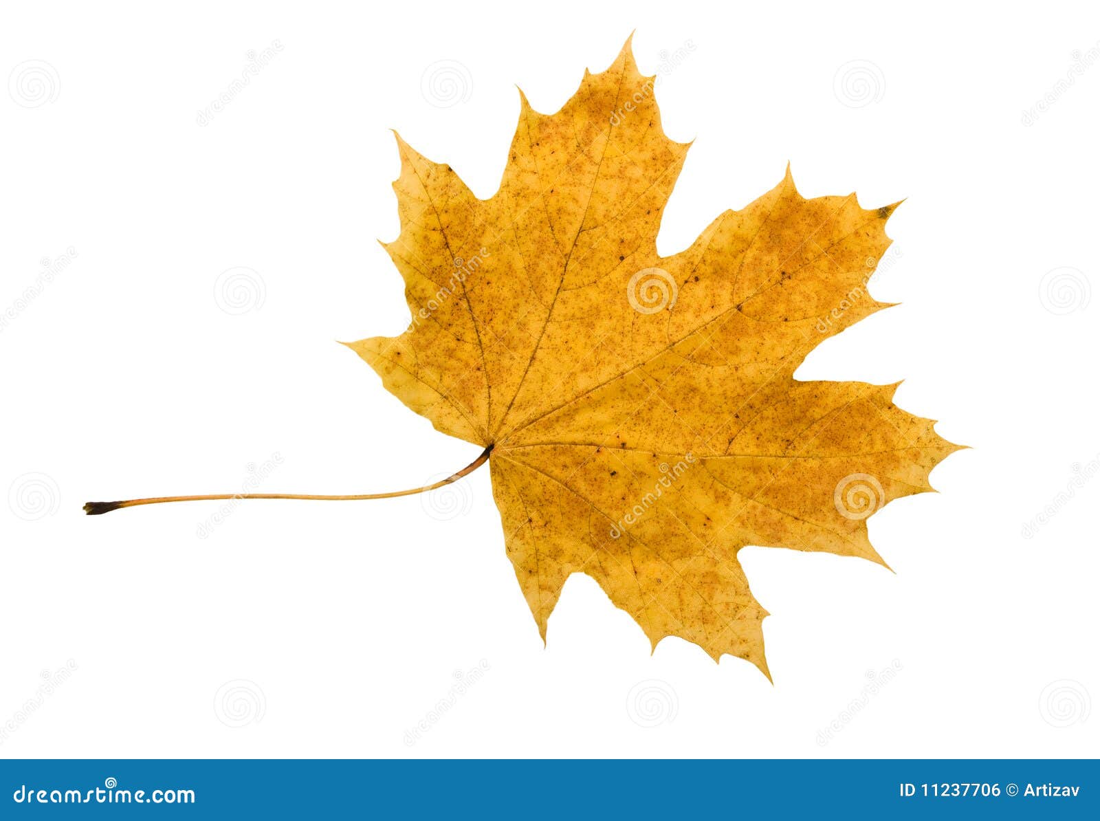 Faded maple leaf stock photo. Image of plant, design - 11237706