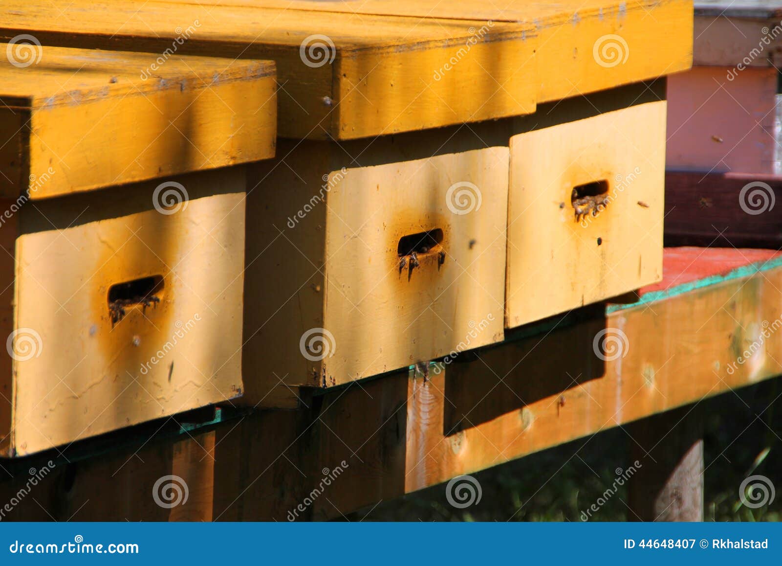 Faded Mustard Yellow Bee Hive Stock Image - Image of raised, bees: 44648407