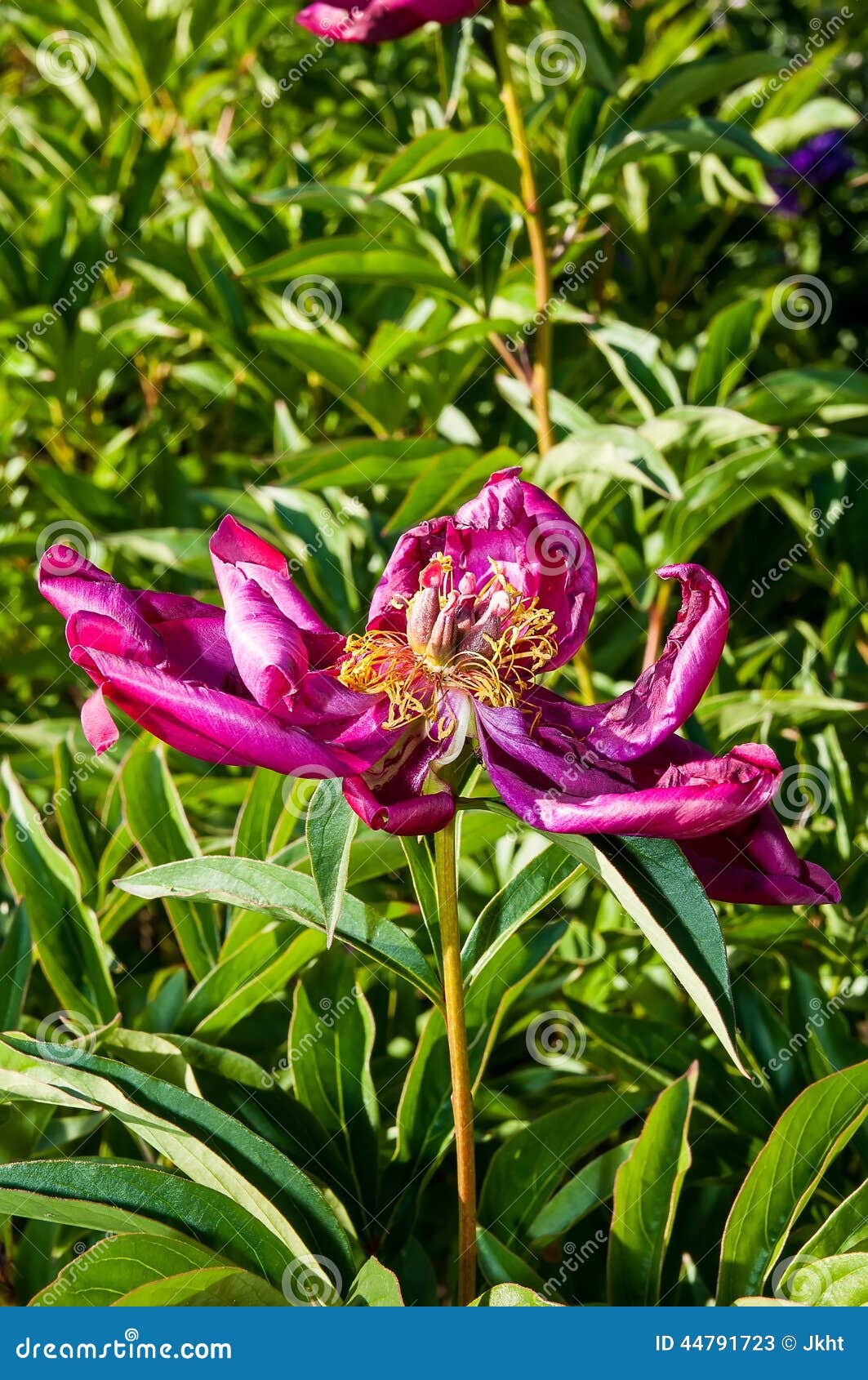 Faded peony stock image. Image of leaves, bloom, nature - 44791723