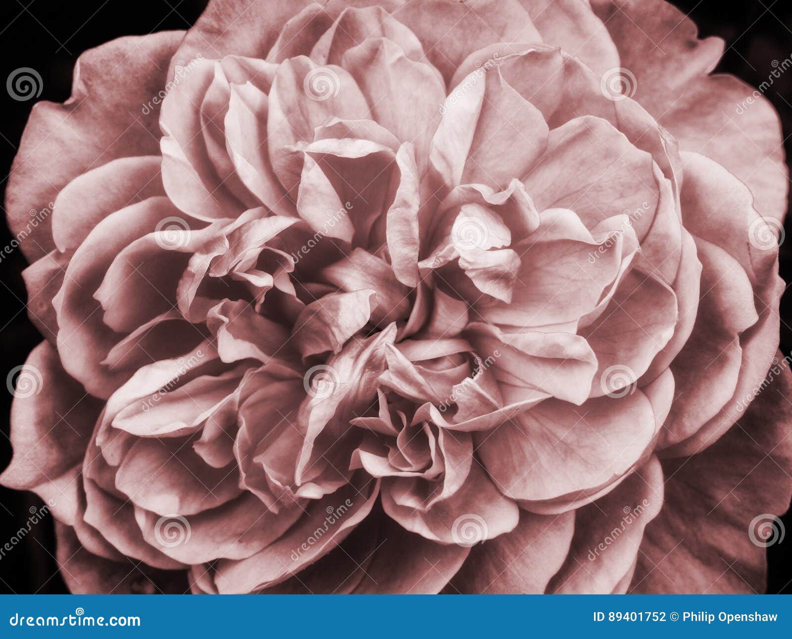 A faded pink large rose stock photo. Image of affection - 89401752