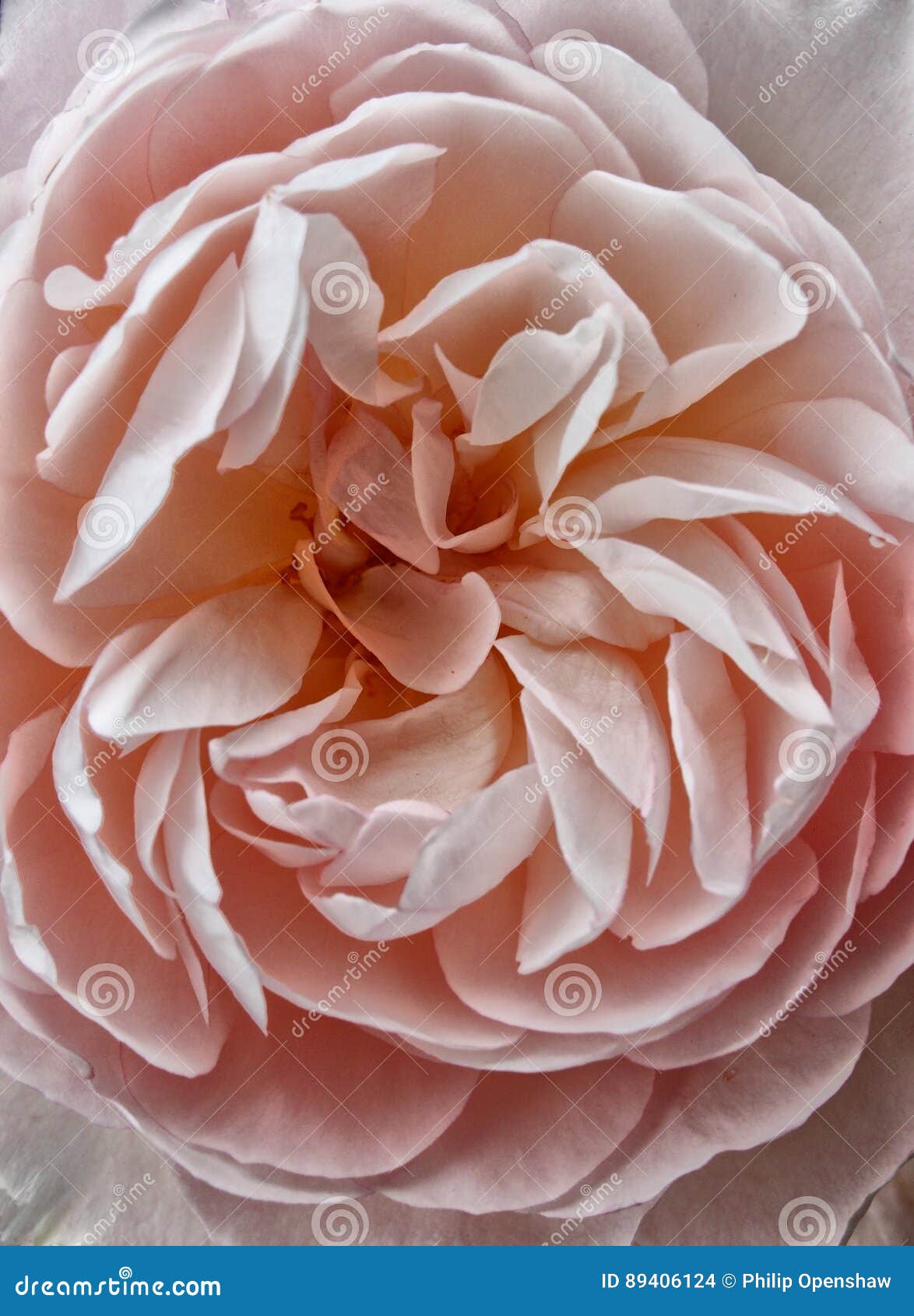 A faded pink large rose stock photo. Image of flowers - 89406124