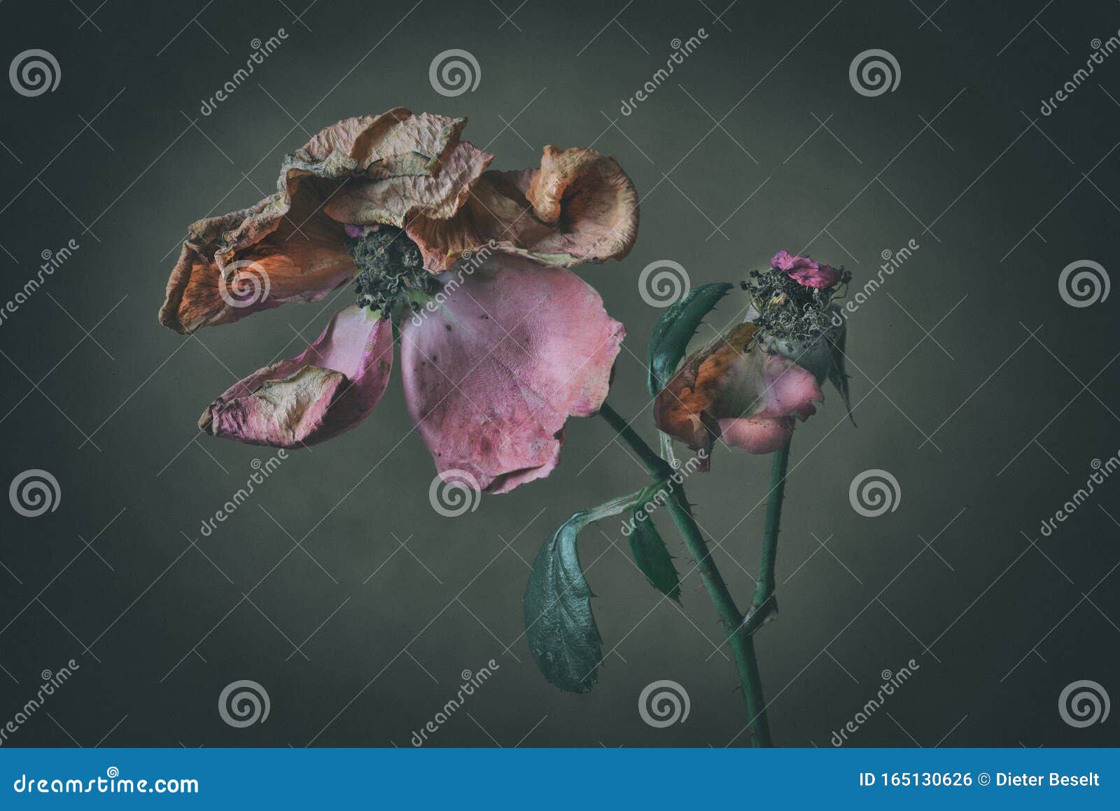 Faded pink rose stock photo. Image of rosales, blossom - 165130626