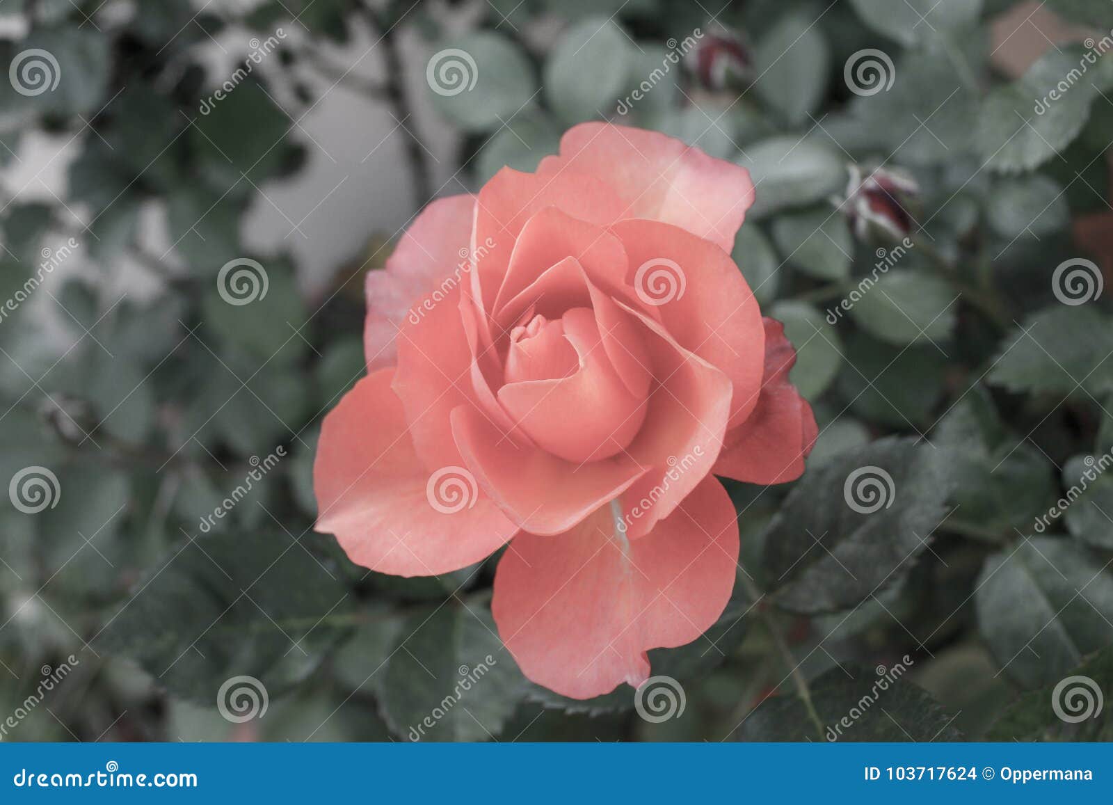 Faded Pink rose stock photo. Image of background, closeup - 103717624