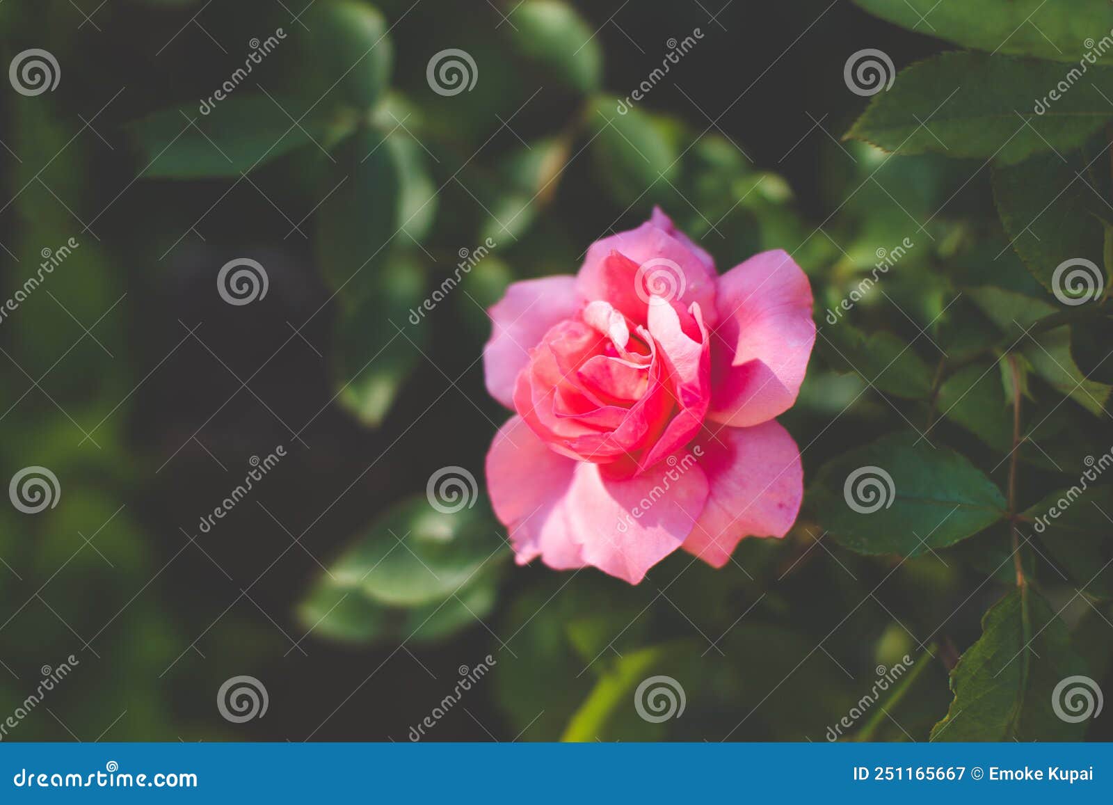 Faded Pink Rose Solo stock image. Image of solo, alone - 251165667