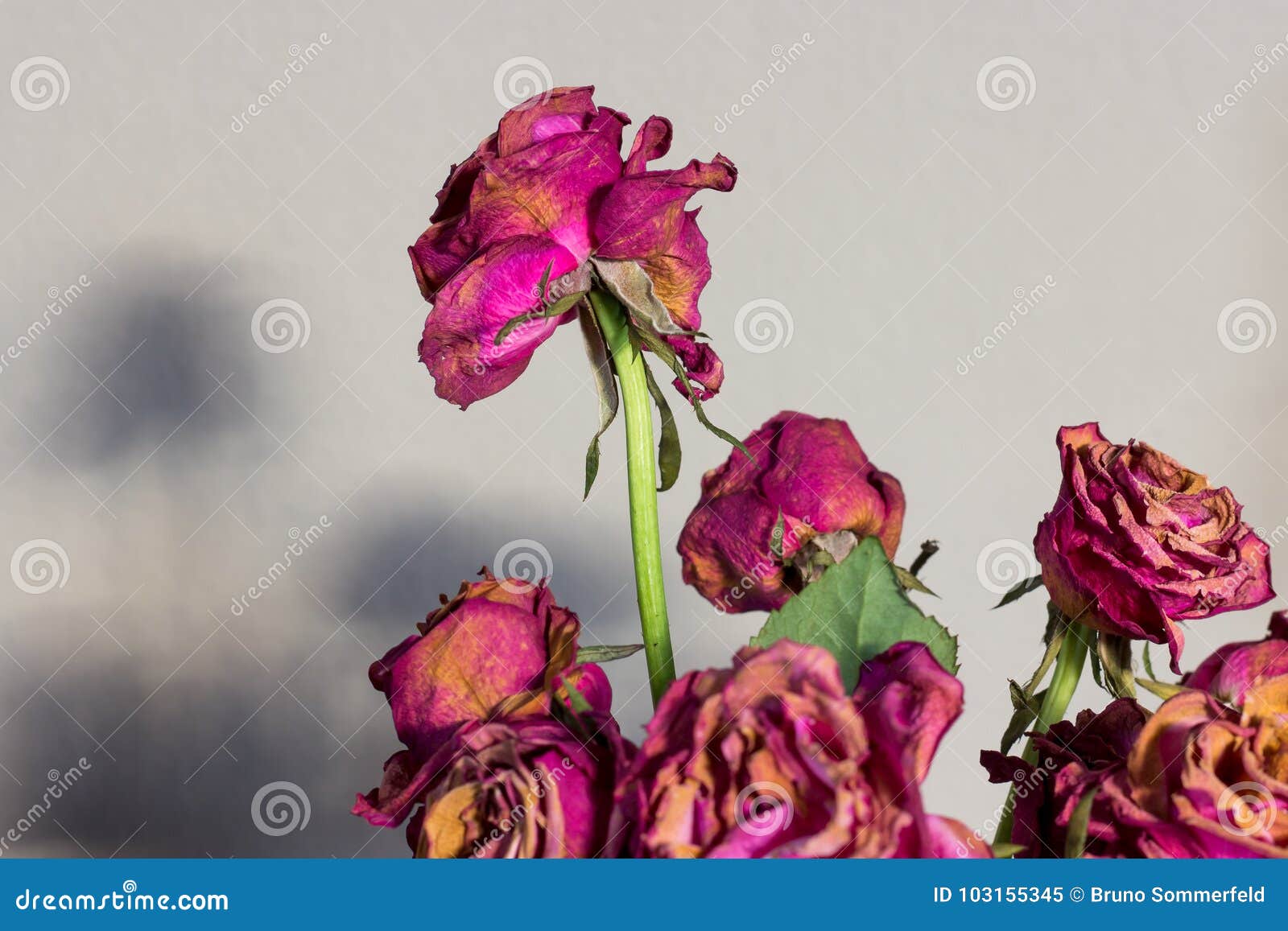 Faded pink roses stock image. Image of bouquet, roses - 103155345