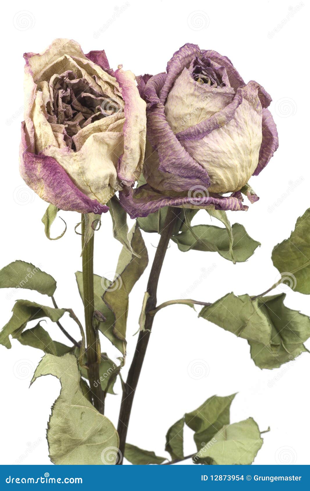 Faded pink roses, isolated stock photo. Image of delicate - 12873954