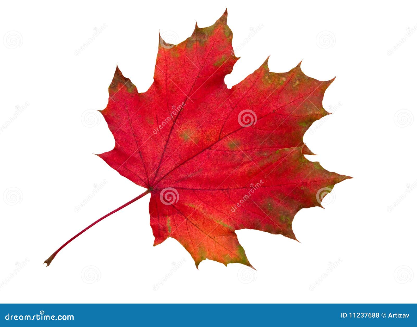 Faded red maple leaf stock photo. Image of frame, garden - 11237688