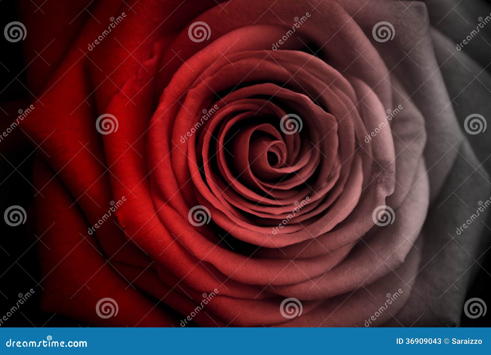Faded red rose stock image. Image of single, gift, blossom - 36909043