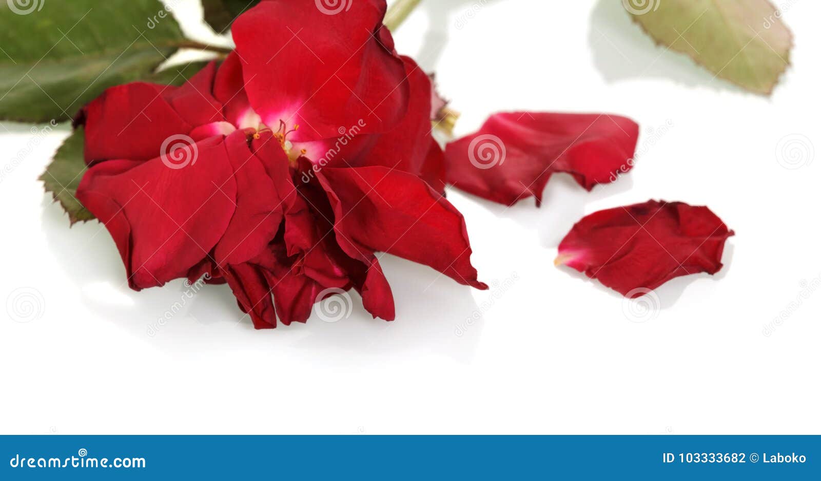 Faded Red Rose Bud and Leaves on White. Stock Photo - Image of ...