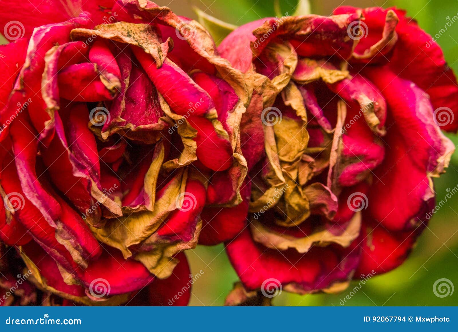 Faded Red Roses Autumn Fall Blossom Brown Old Stock Photo - Image of ...